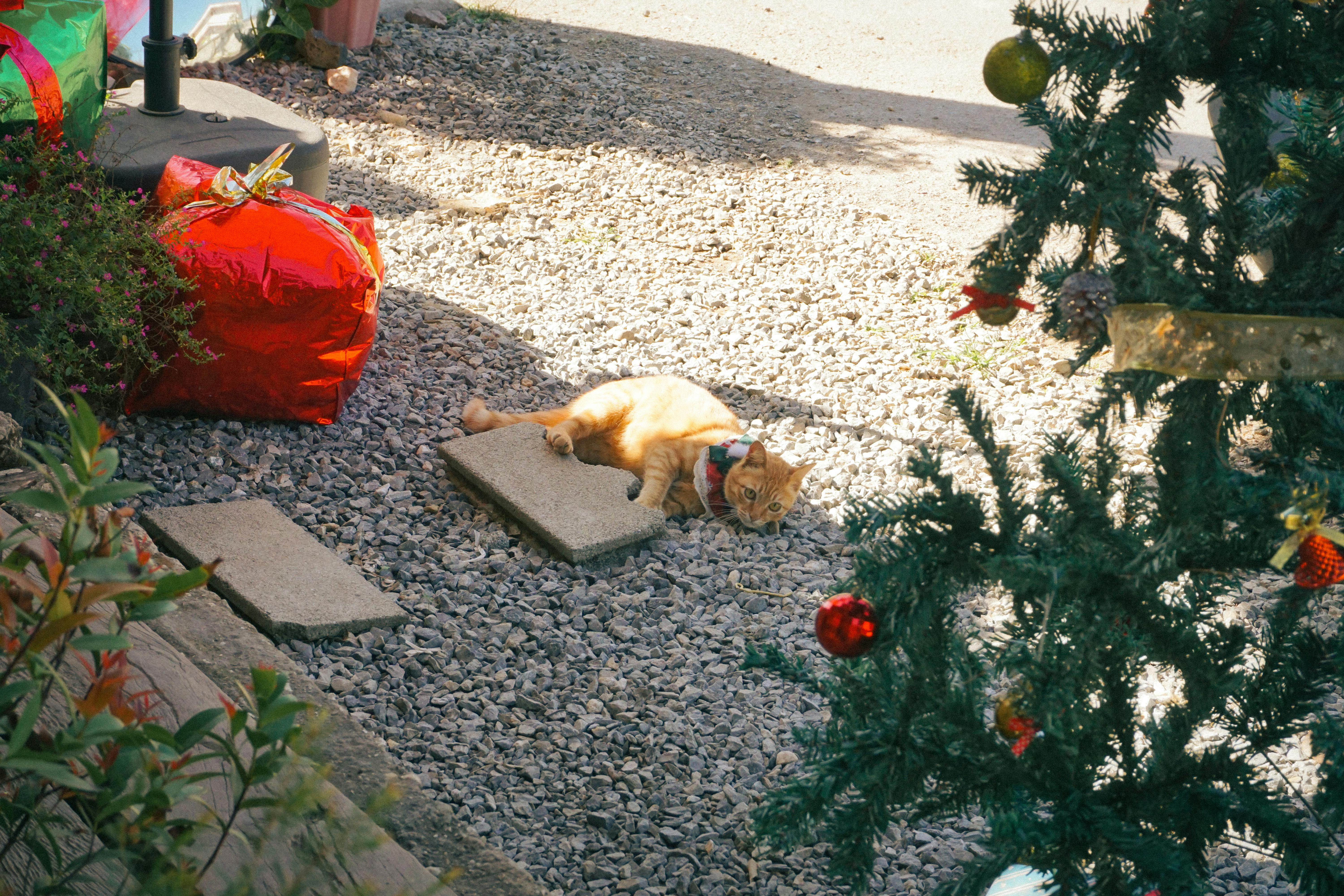 Cat Reaction Photos, Download The BEST Free Cat Reaction Stock Photos ...