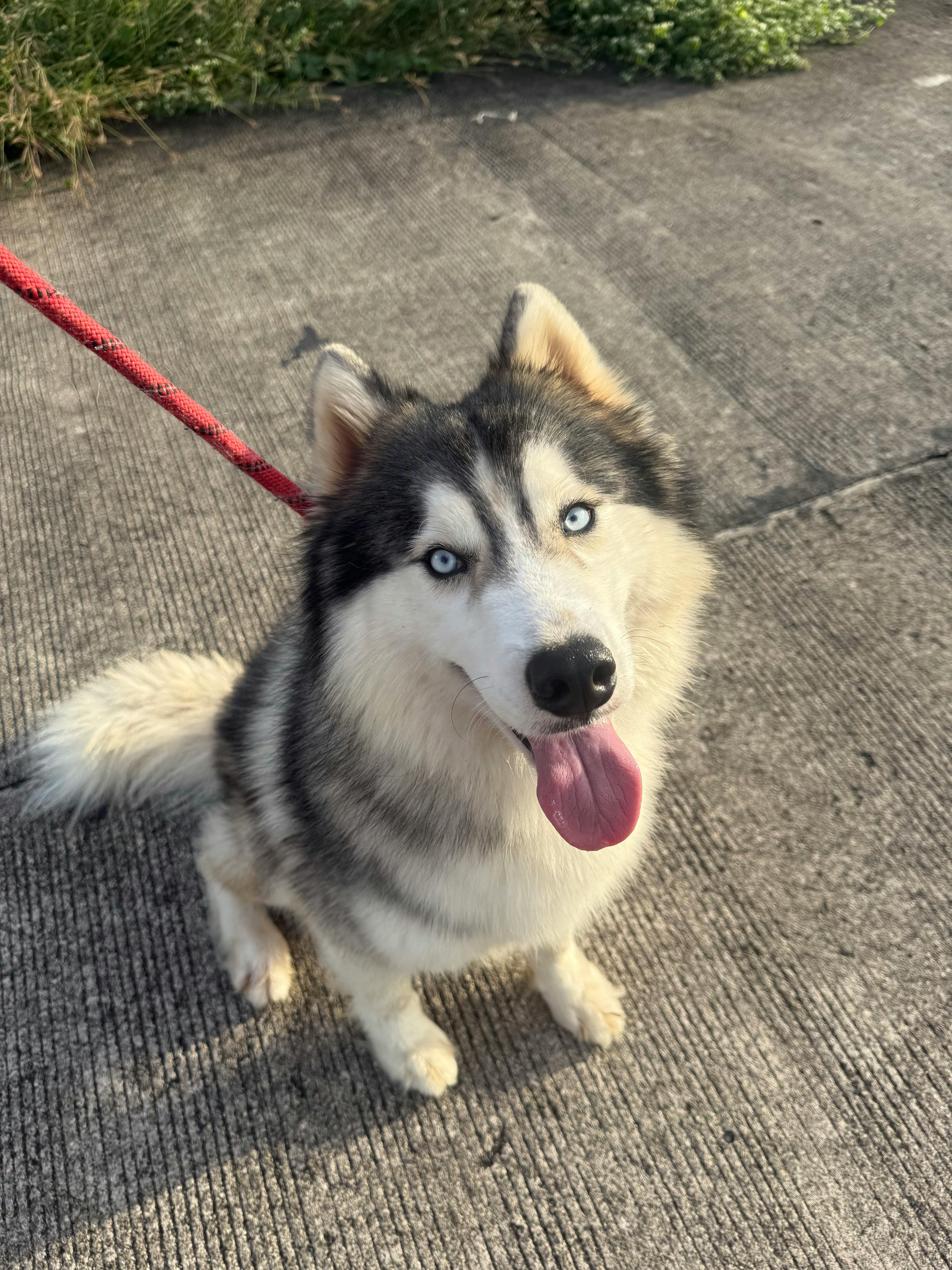 Pibble+Meme+Dog Photos, Download The BEST Free Pibble+Meme+Dog Stock ...