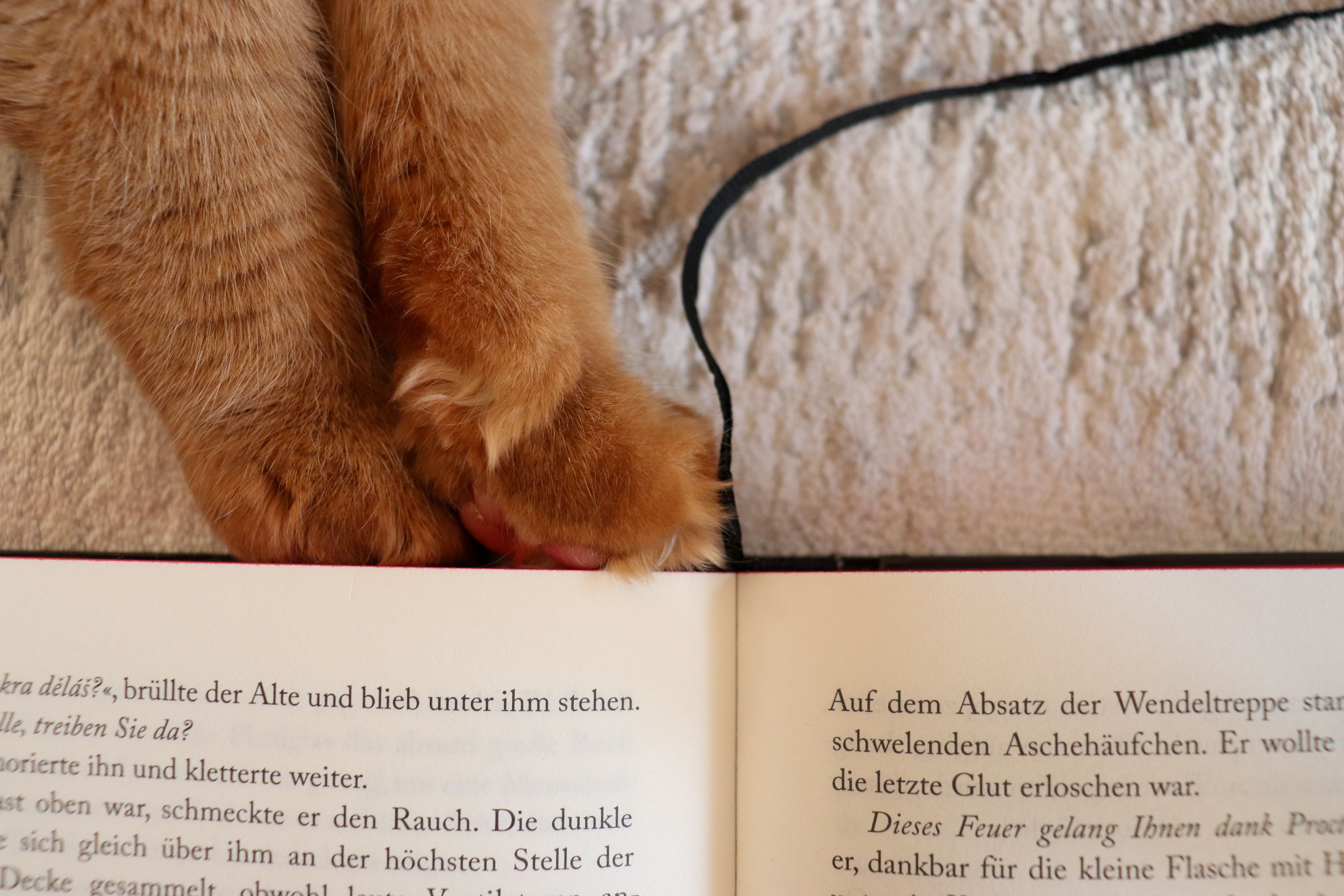 Cat Paws Resting on an Open Book · Free Stock Photo
