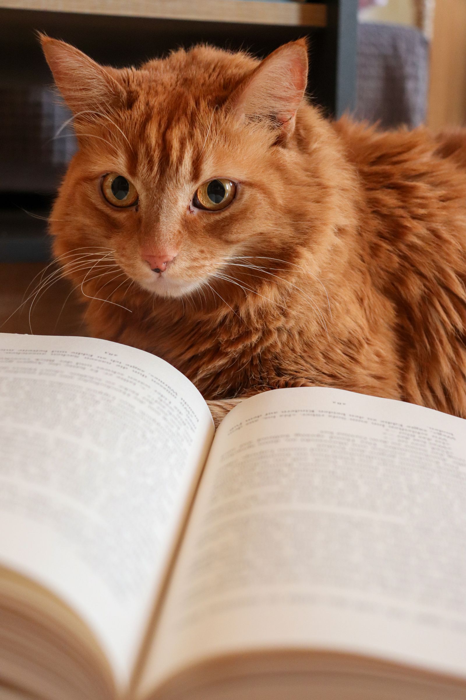 Cat+With+Book+On+Plaid Photos, Download The BEST Free Cat+With+Book+On ...
