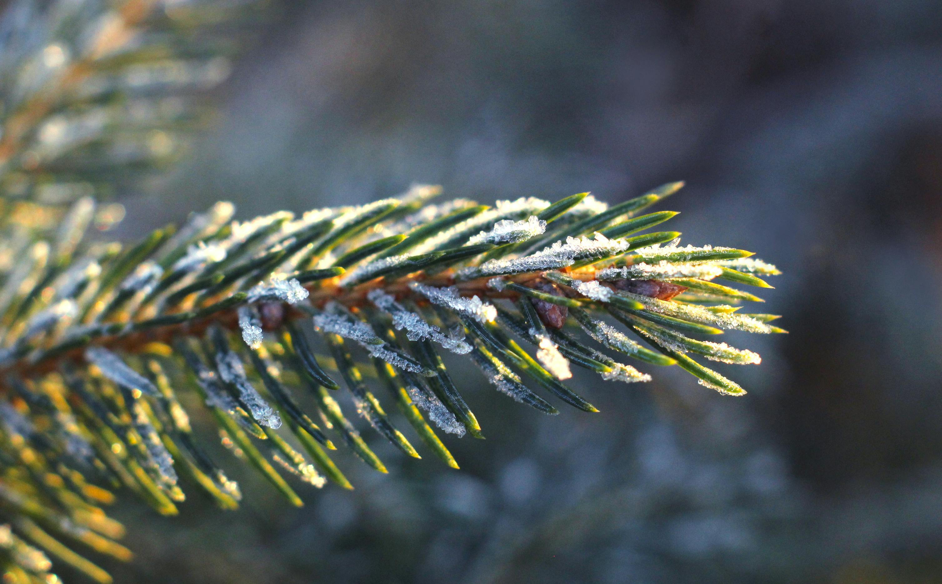 January Photos, Download The BEST Free January Stock Photos & HD Images