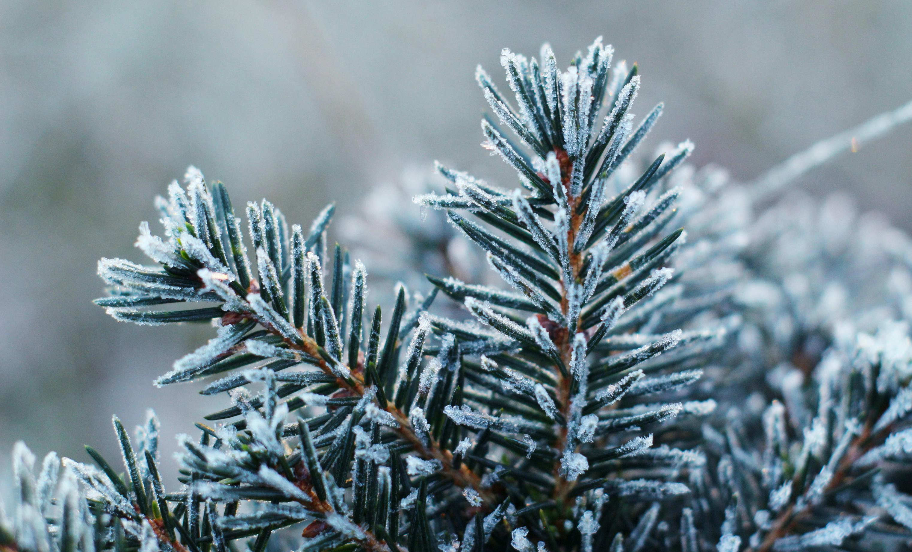 January Photos, Download The BEST Free January Stock Photos & HD Images