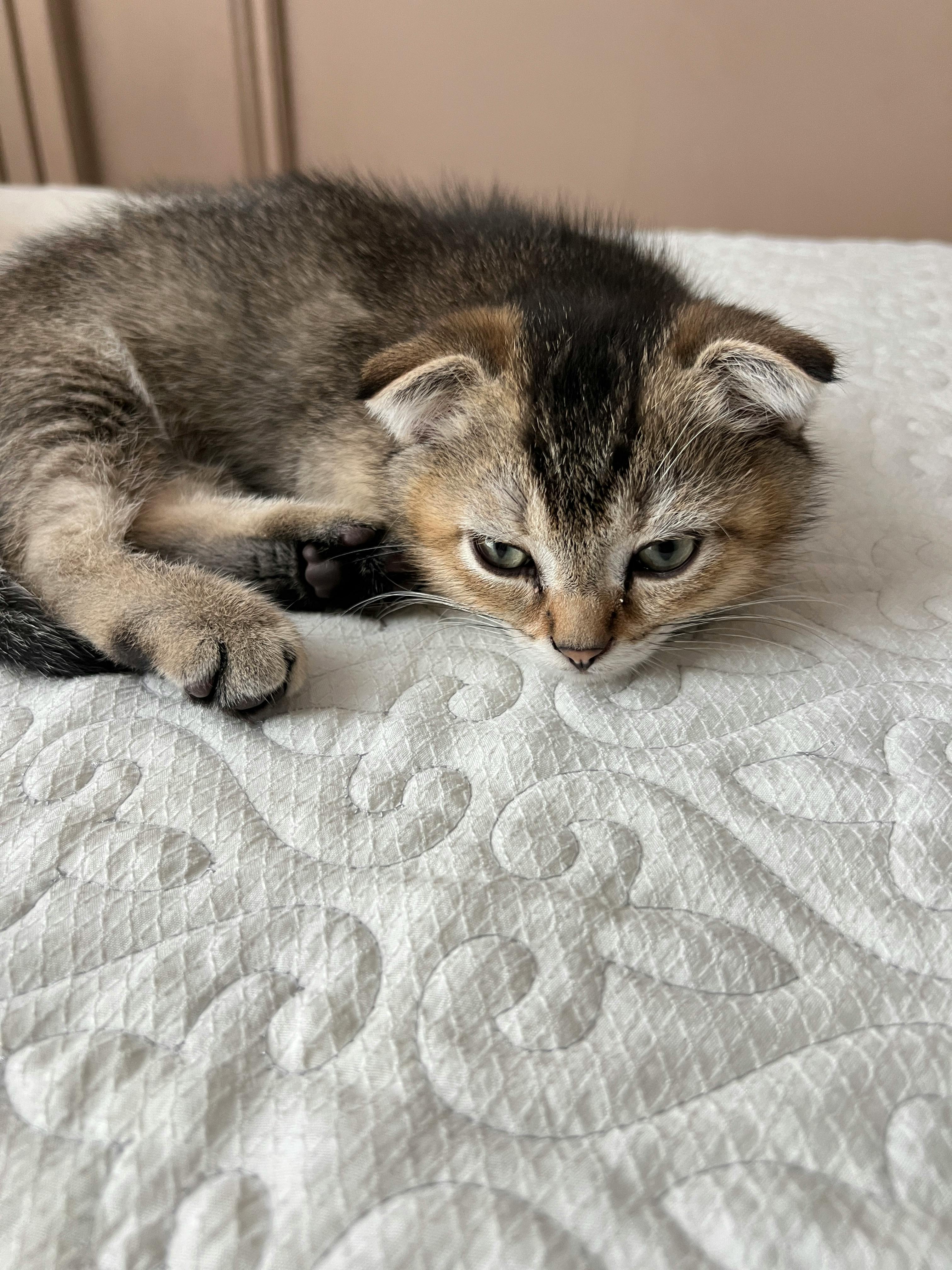 Foto de stock gratuita sobre #interior, acolchado, acostado, adorable ...