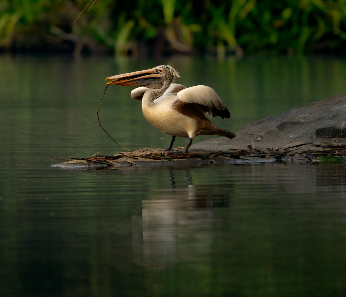 Nature River Photos, Download The BEST Free Nature River Stock Photos ...