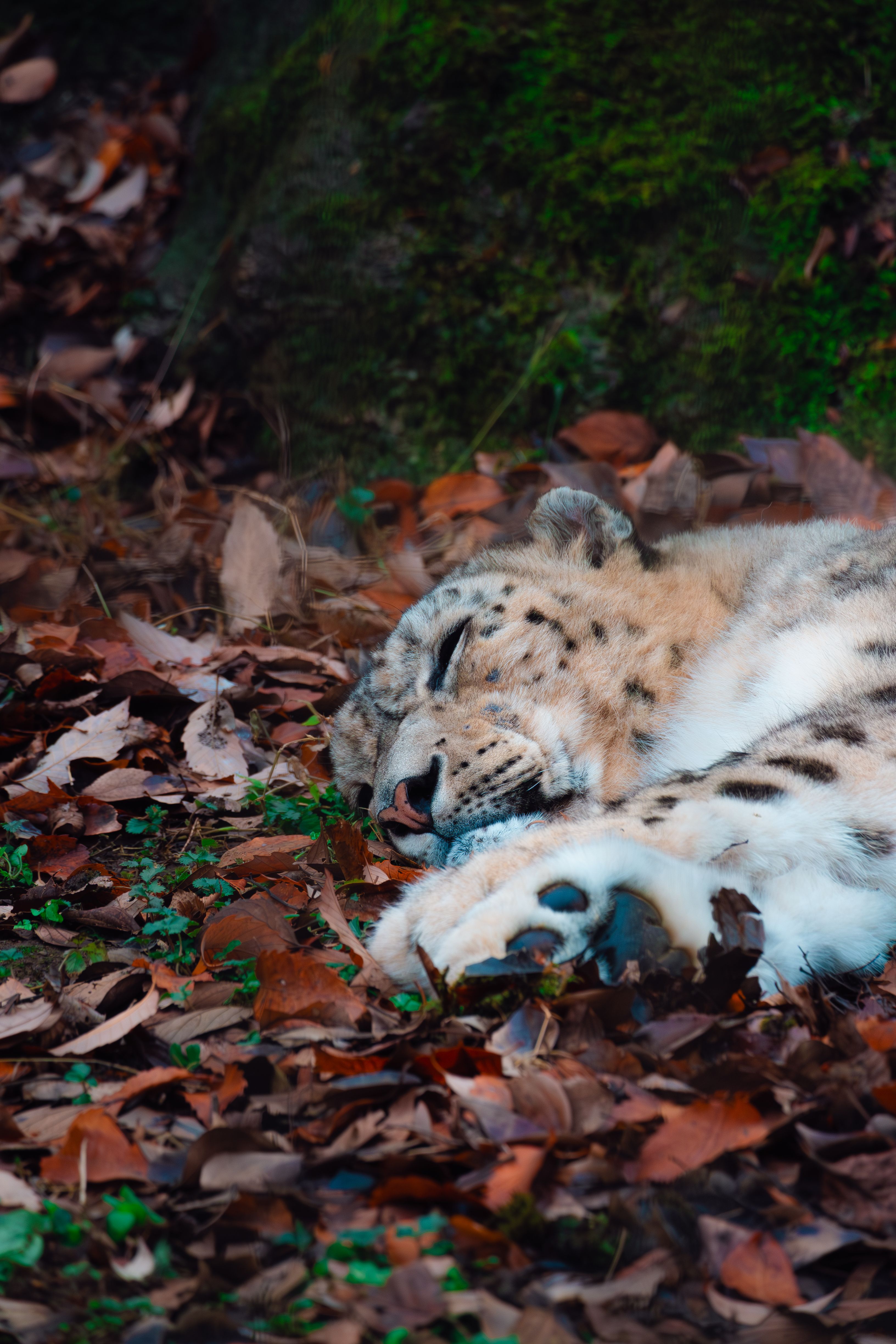 Sleeping Snow Leopard in Autumn Leaves · Free Stock Photo