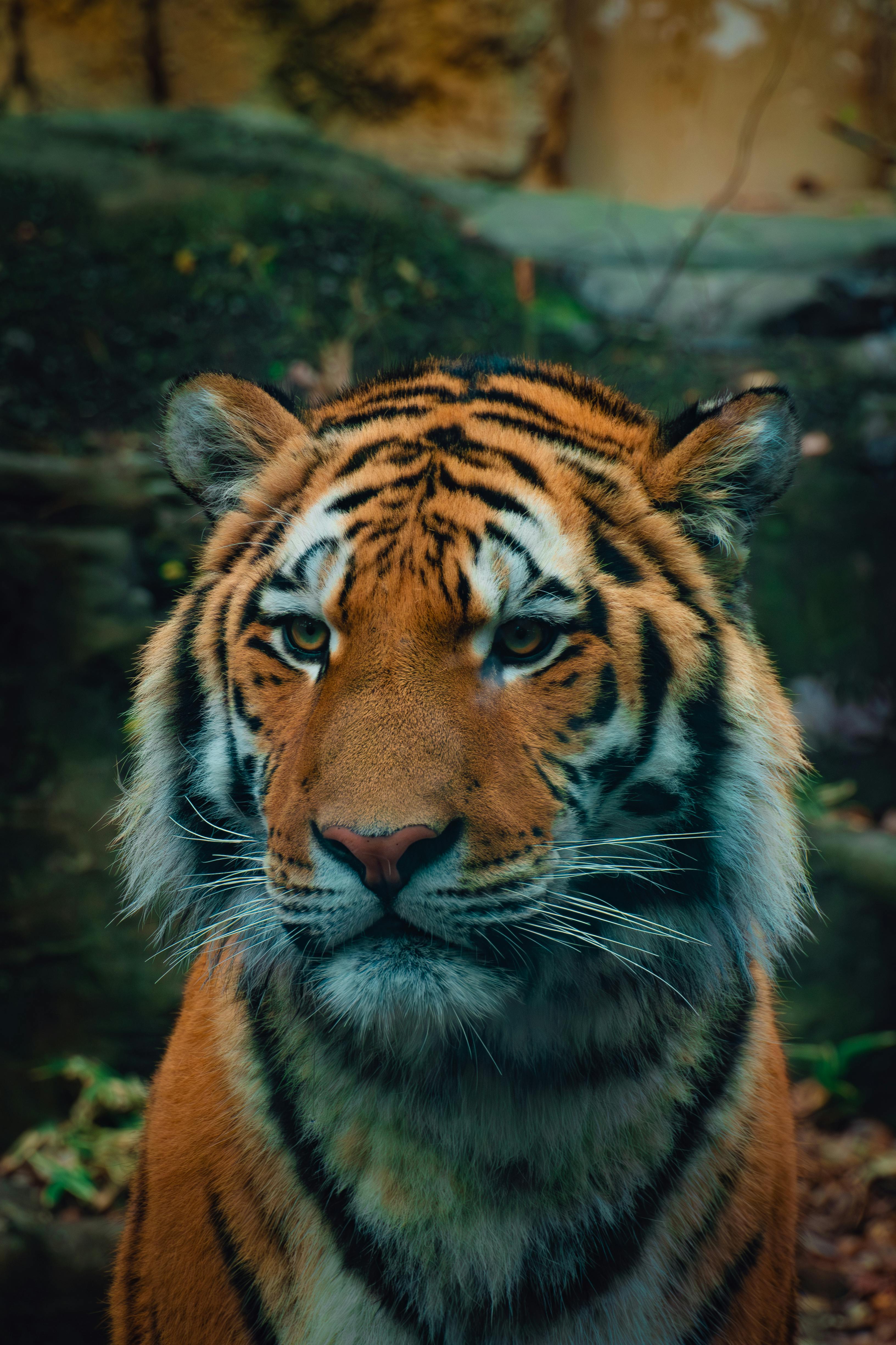 Clash+Royale+Pfp Photos, Download The BEST Free Clash+Royale+Pfp Stock ...