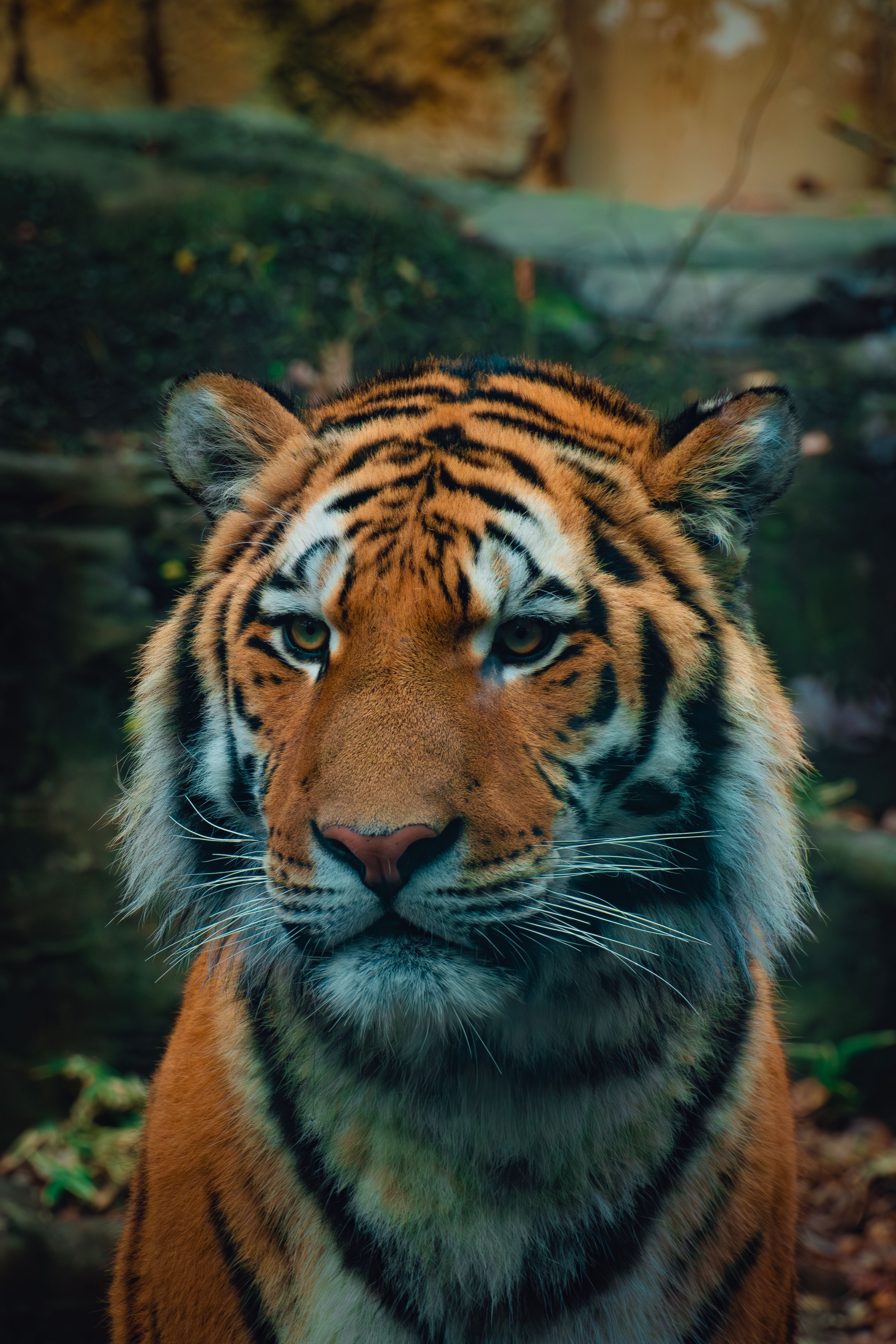 Tiger Mockup Photos, Download The BEST Free Tiger Mockup Stock Photos ...
