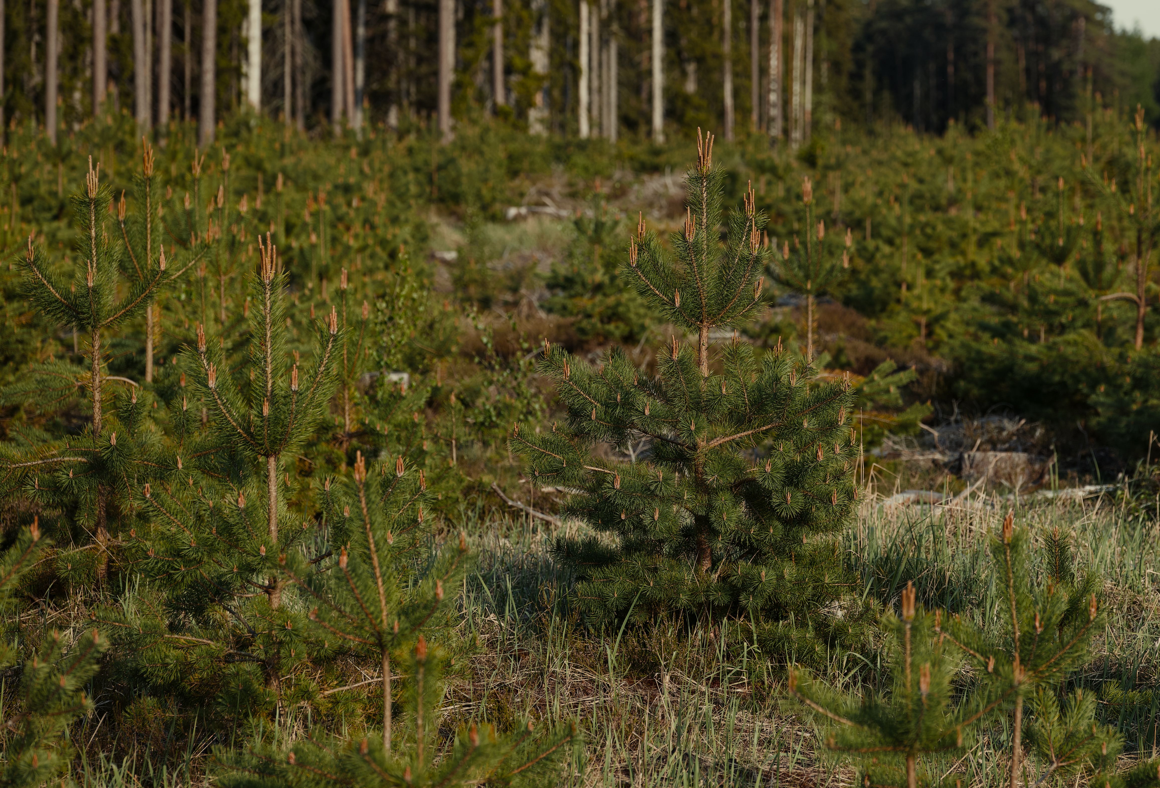 Pine Billeder Photos, Download The BEST Free Pine Billeder Stock Photos ...