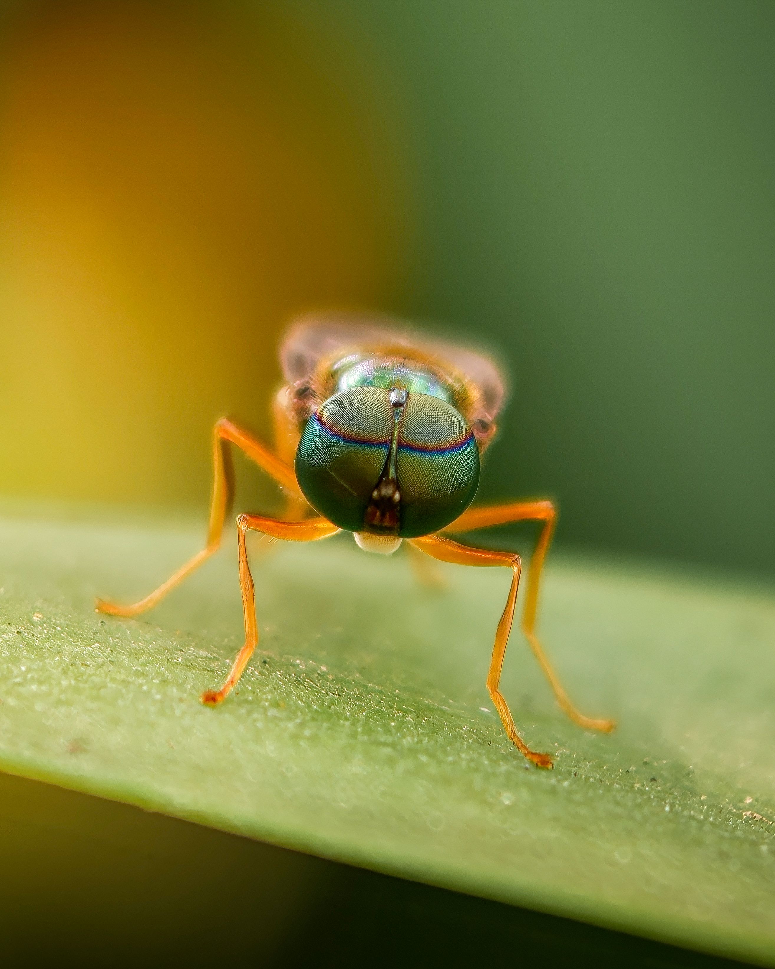 Insect Clipart Photos, Download The BEST Free Insect Clipart Stock ...