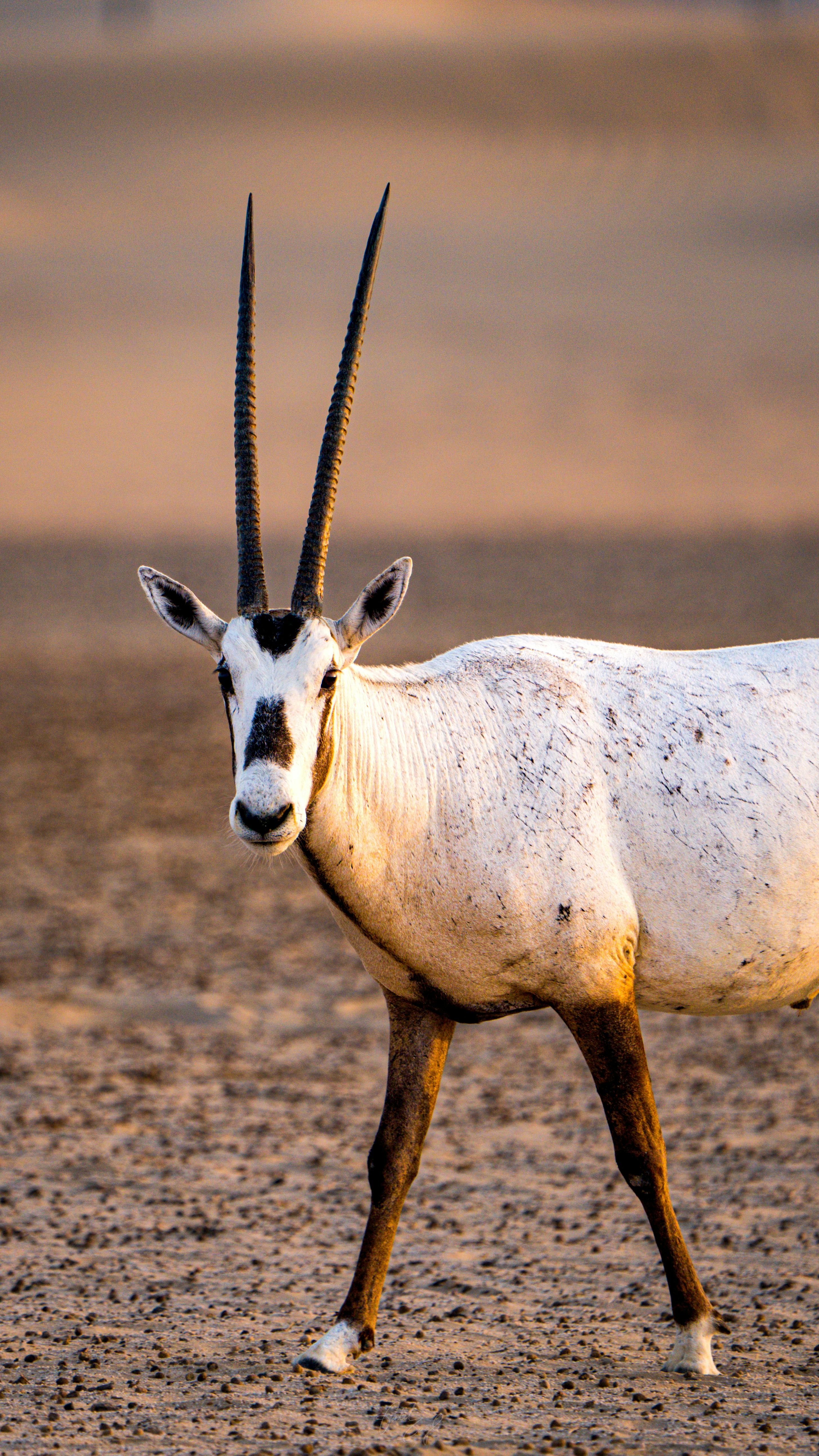 266.803+ Fotos y Imágenes de Portal+foto Gratis · Banco de Fotos Gratis