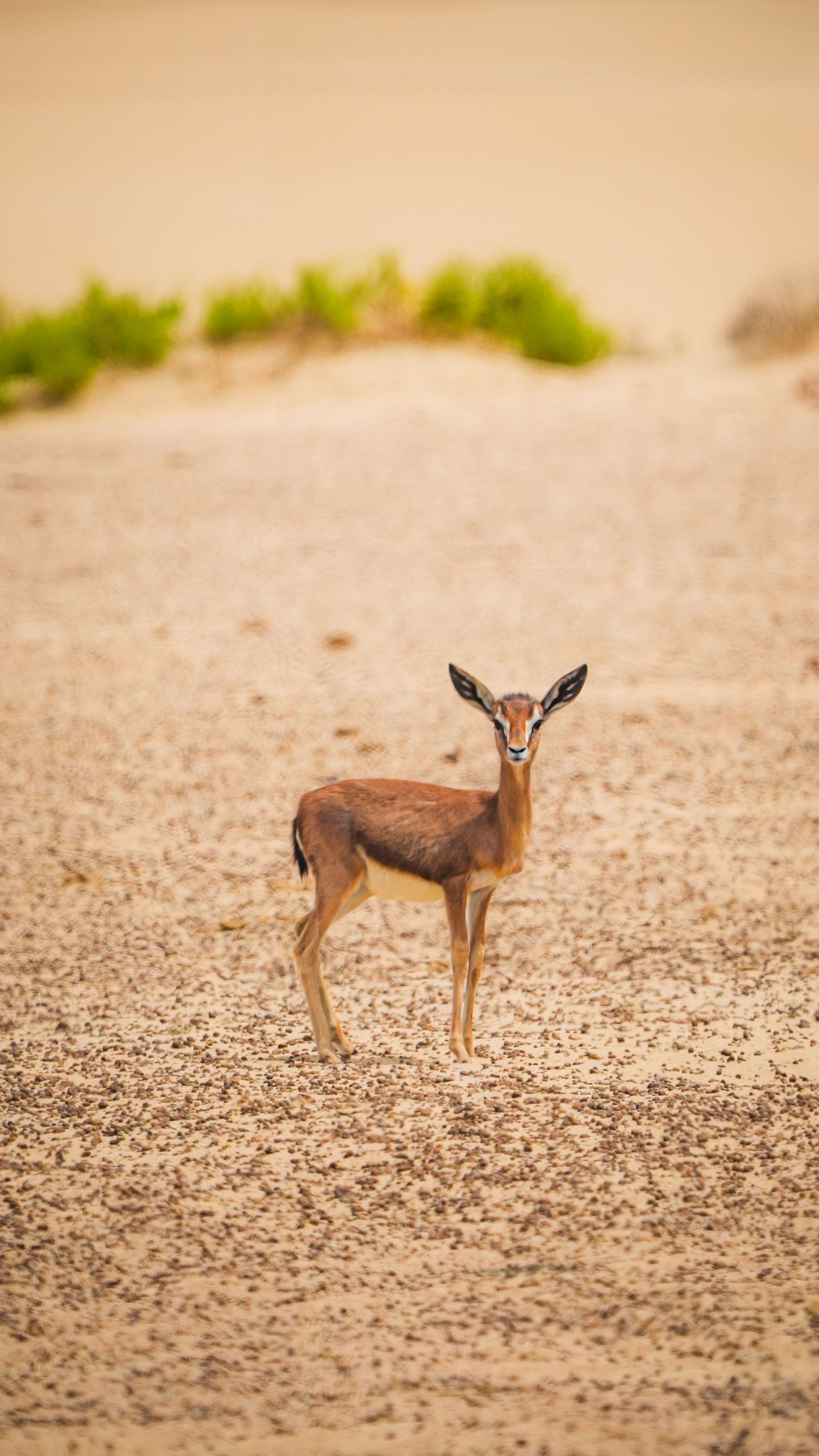 Safari Stil Photos, Download The BEST Free Safari Stil Stock Photos ...