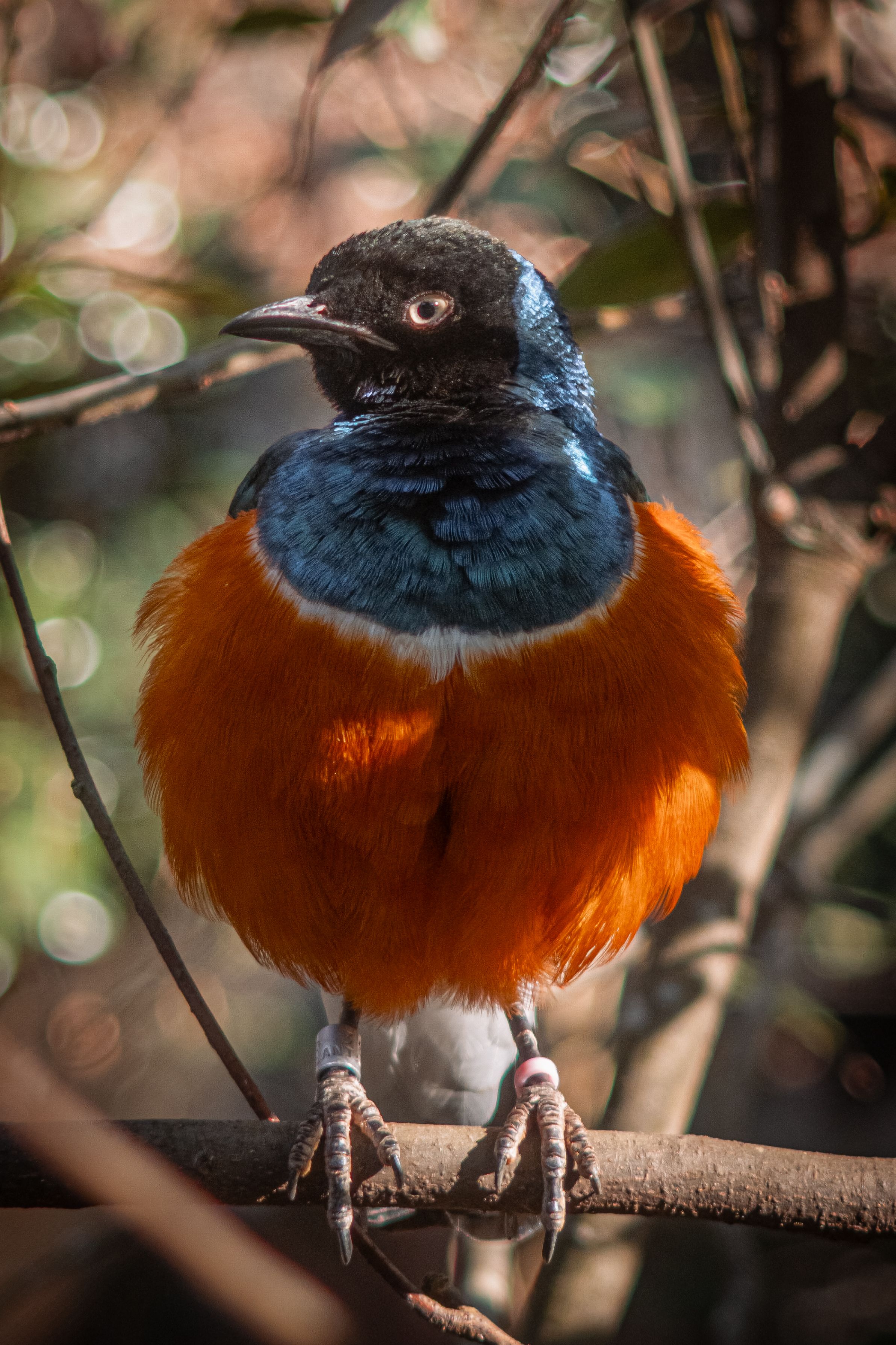 Vibrant Orange-Blue African Starling in Nature · Free Stock Photo
