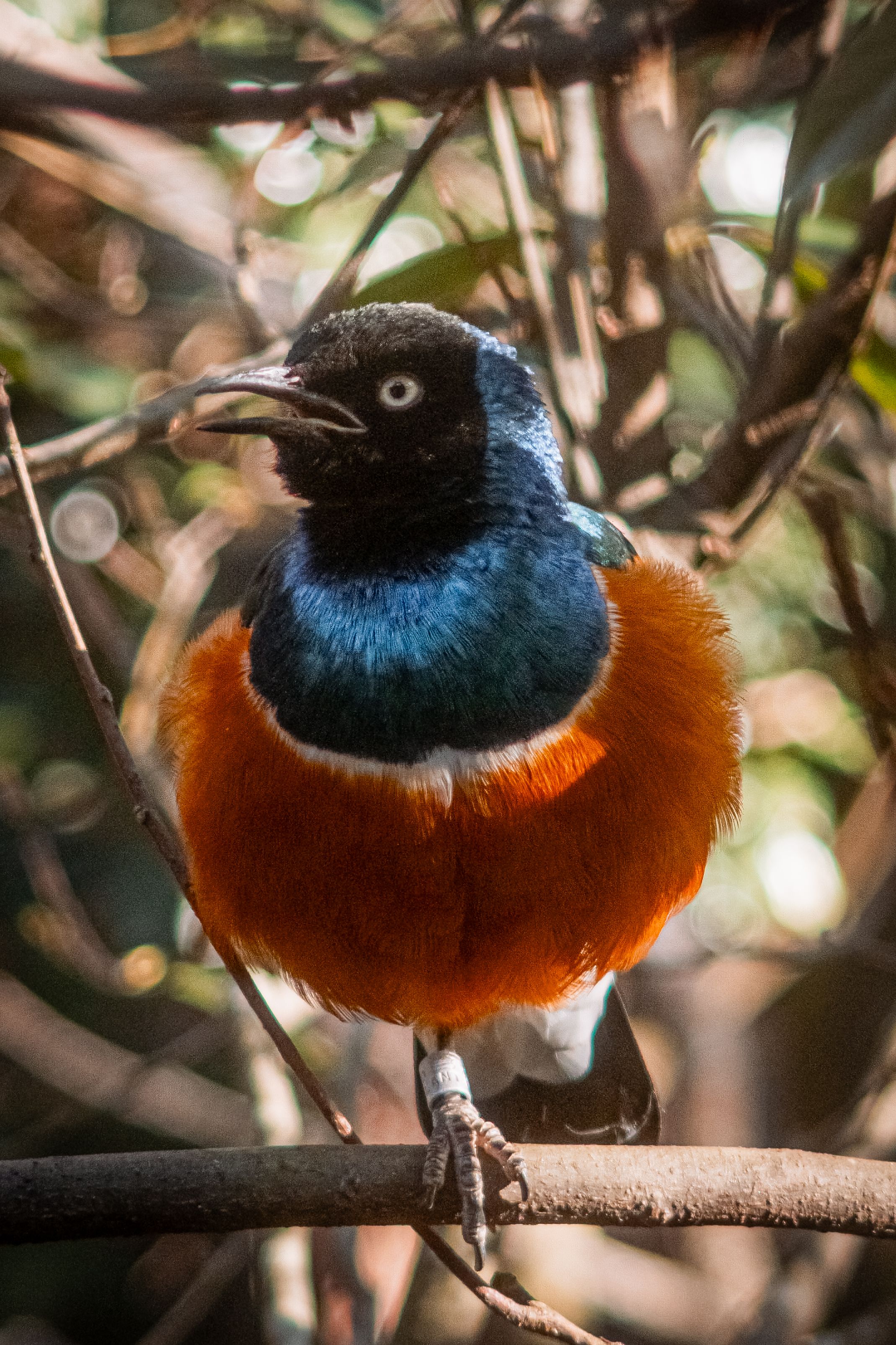 Vibrant Orange-Blue African Starling in Nature · Free Stock Photo