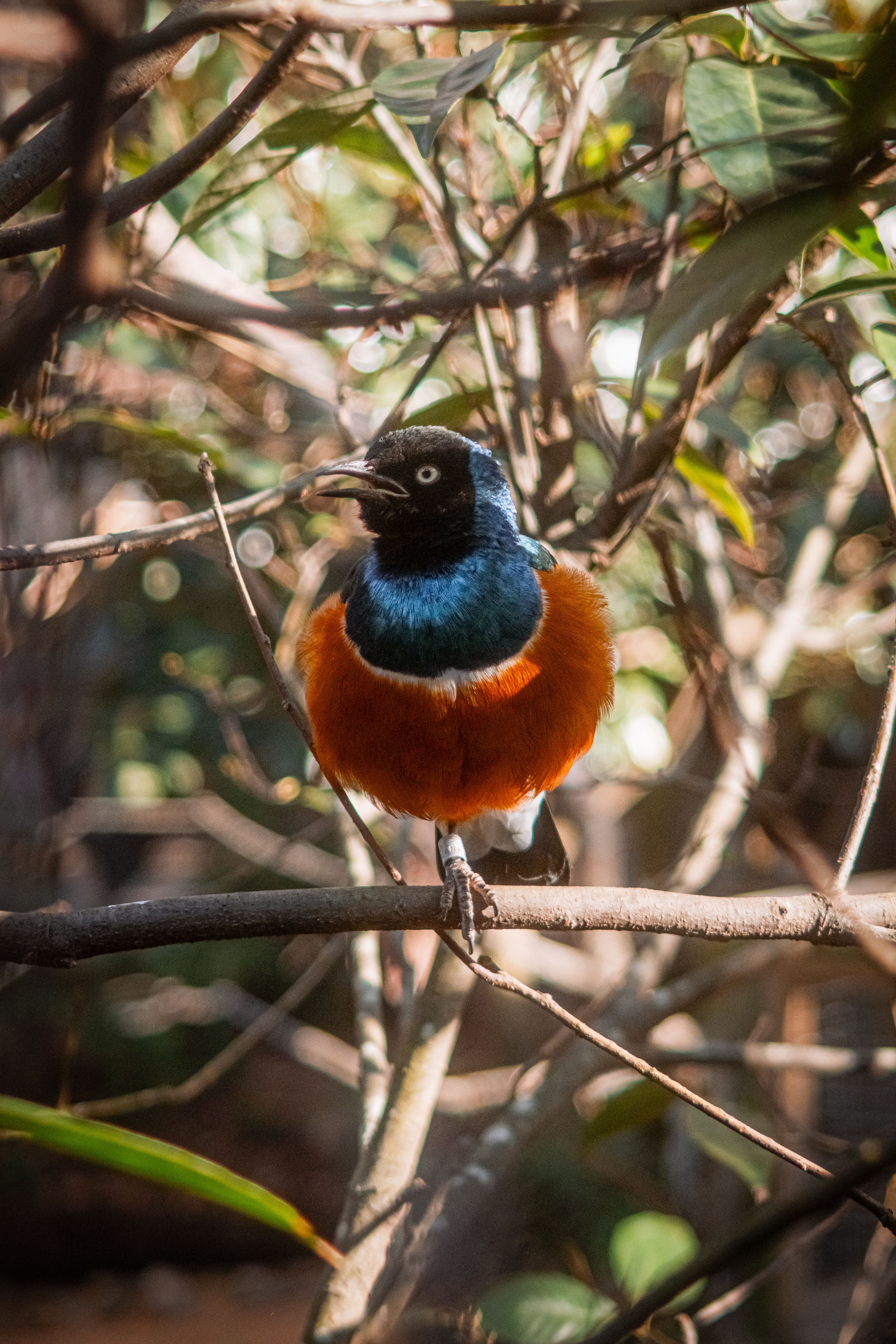 Vibrant Orange-Blue African Starling in Nature · Free Stock Photo