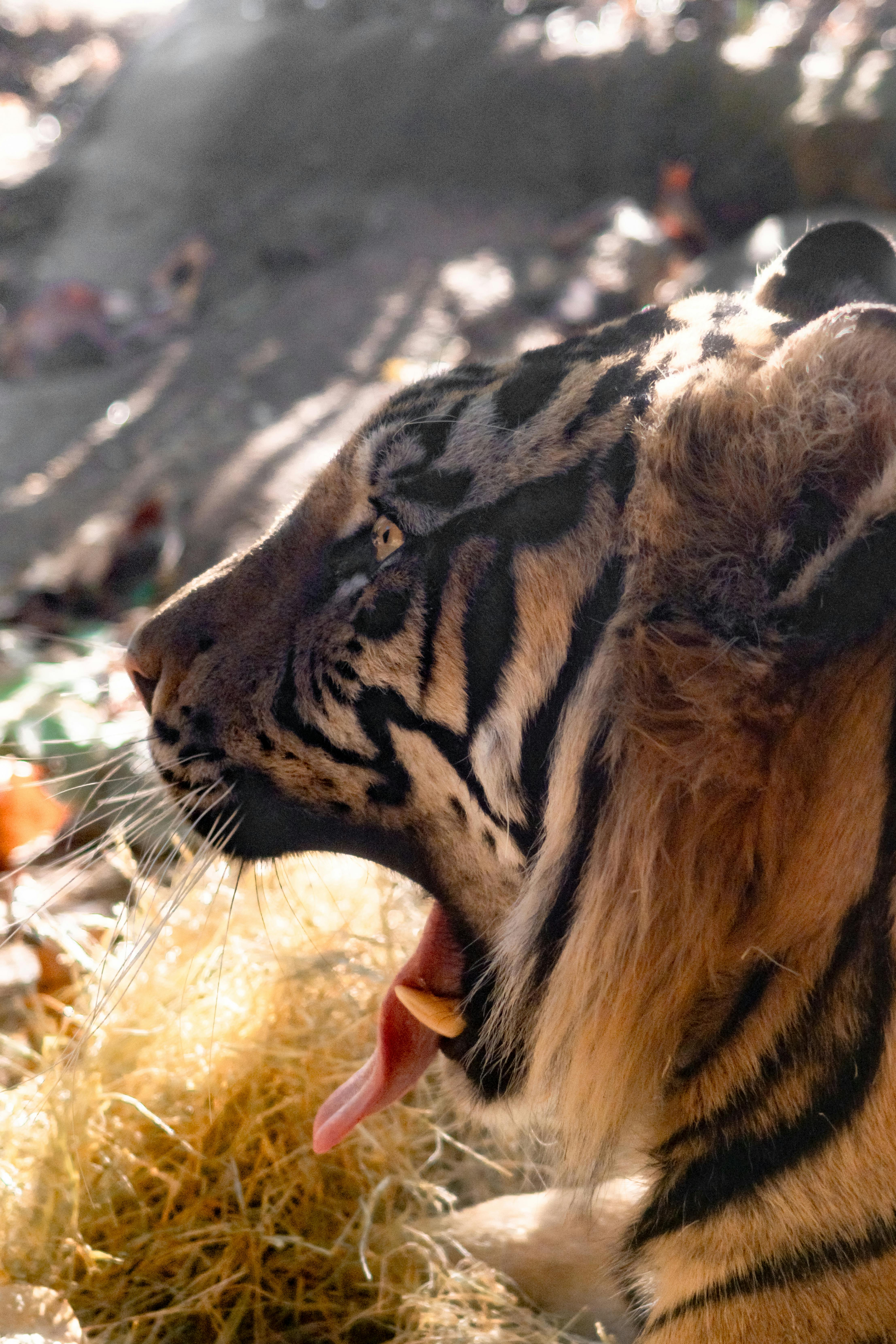 Animal Wallpaper Tiger Photos, Download The BEST Free Animal Wallpaper ...