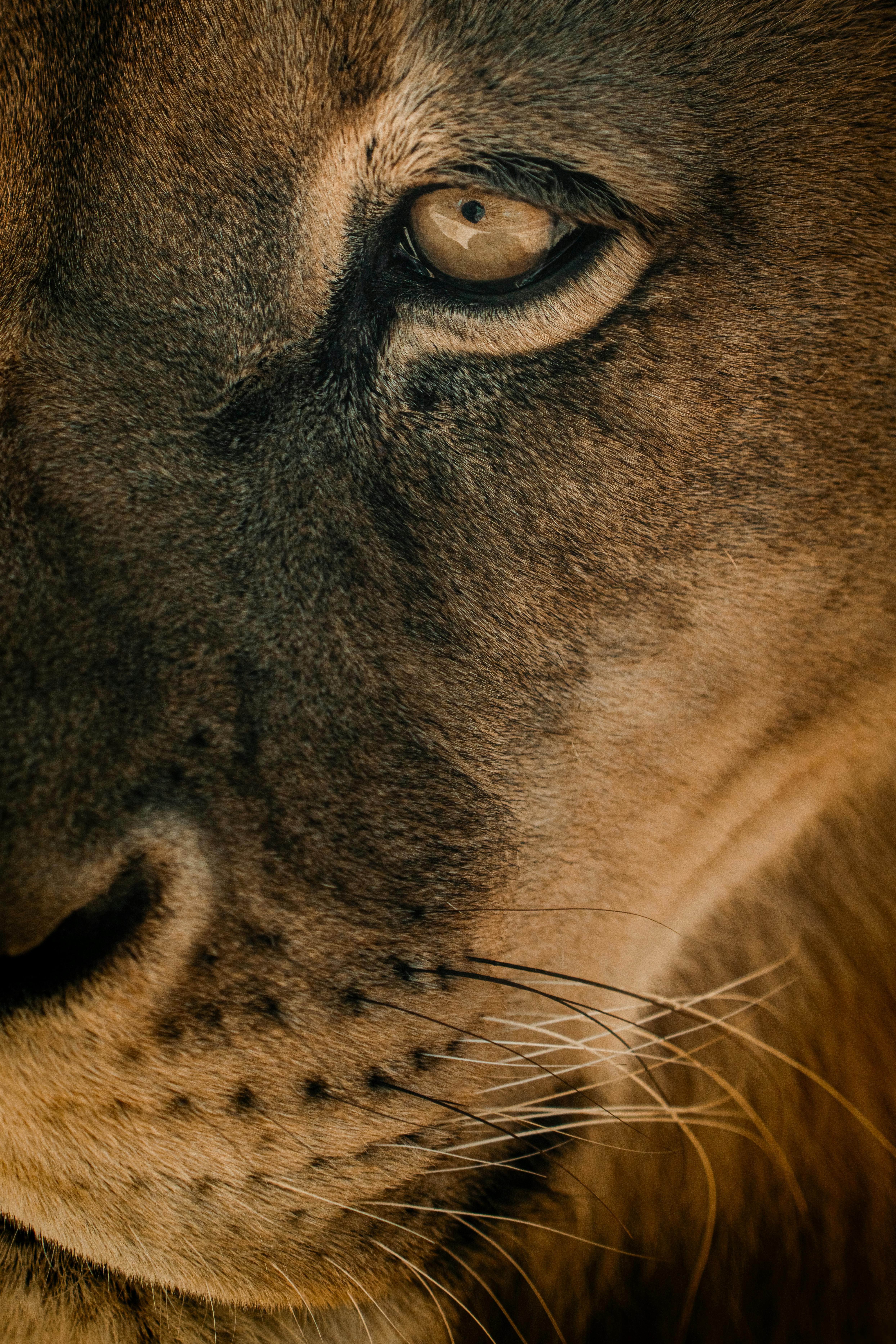 Big+P[I Photos, Download The BEST Free Big+P[I Stock Photos & HD Images