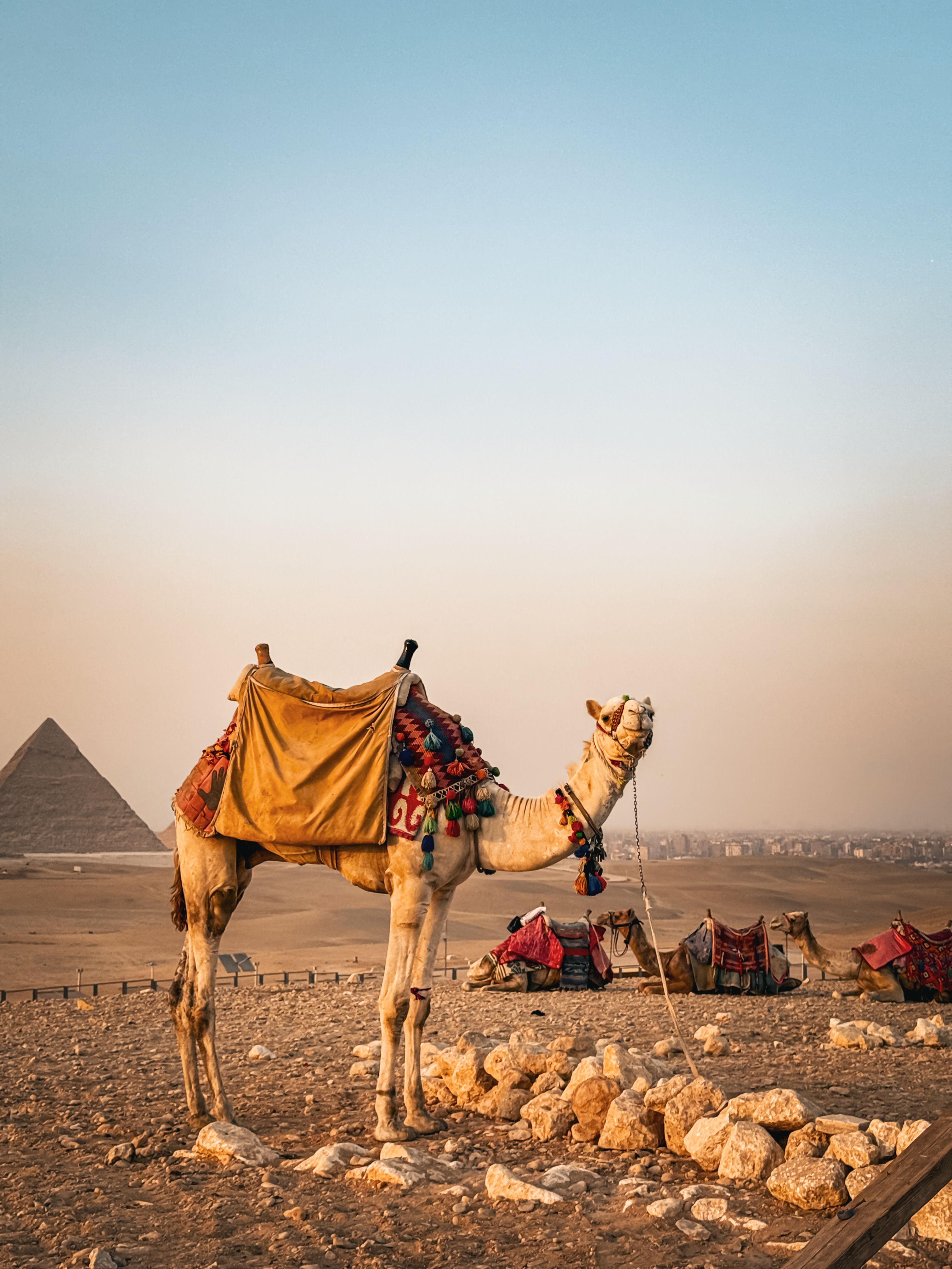 Camel at Sunrise Near the Great Pyramid of Giza · Free Stock Photo