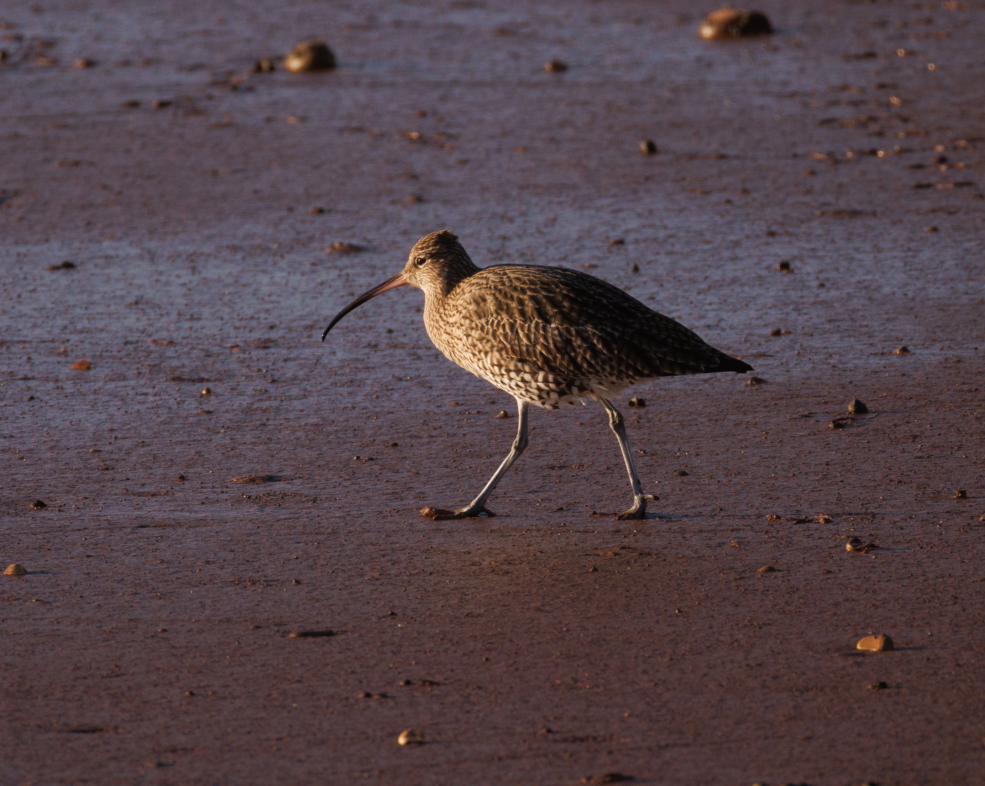 Curlew Bird Walking on the Sandy Beach at Sunset · Free Stock Photo