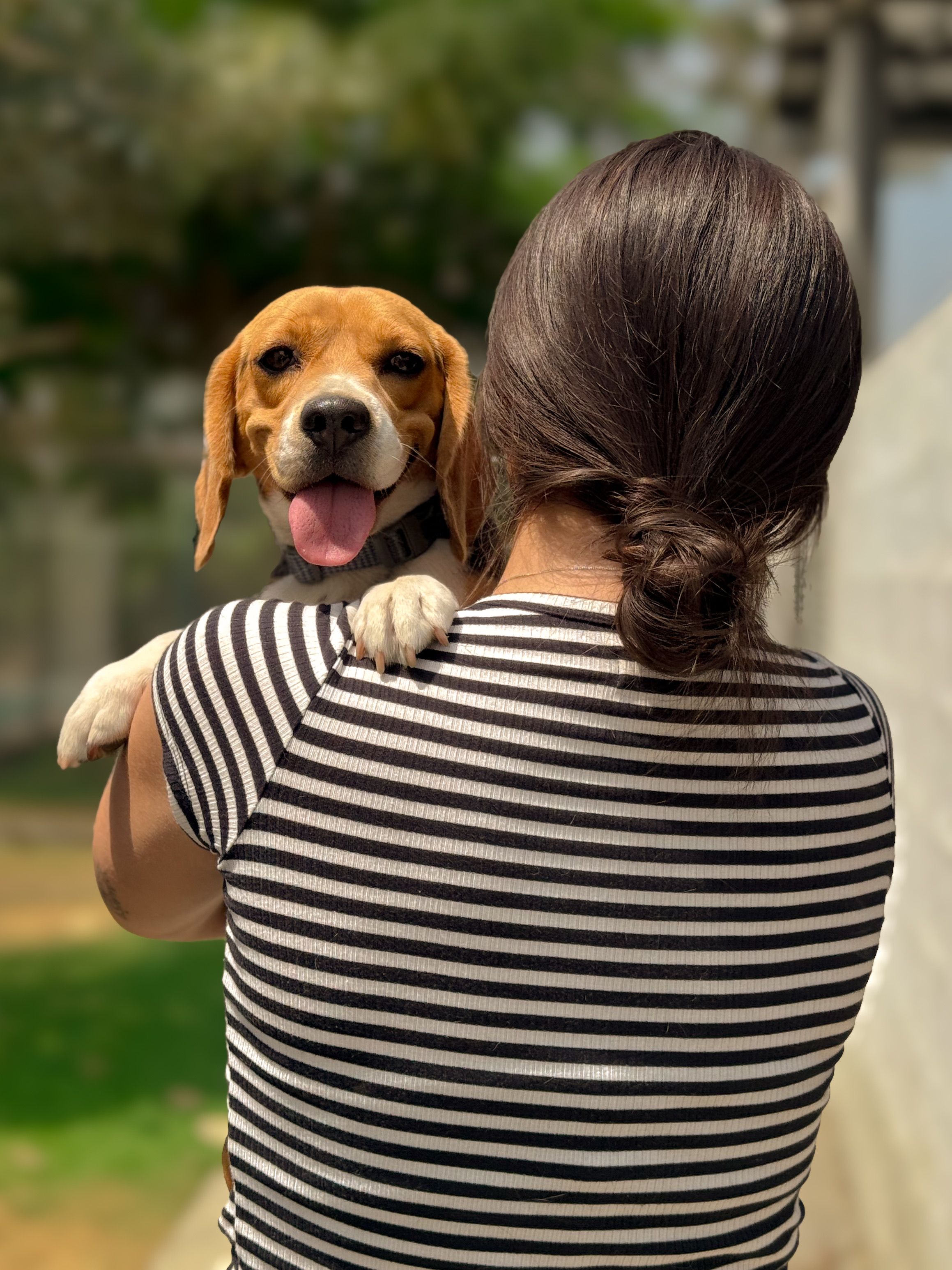 Dog Outline Photos, Download The BEST Free Dog Outline Stock Photos ...