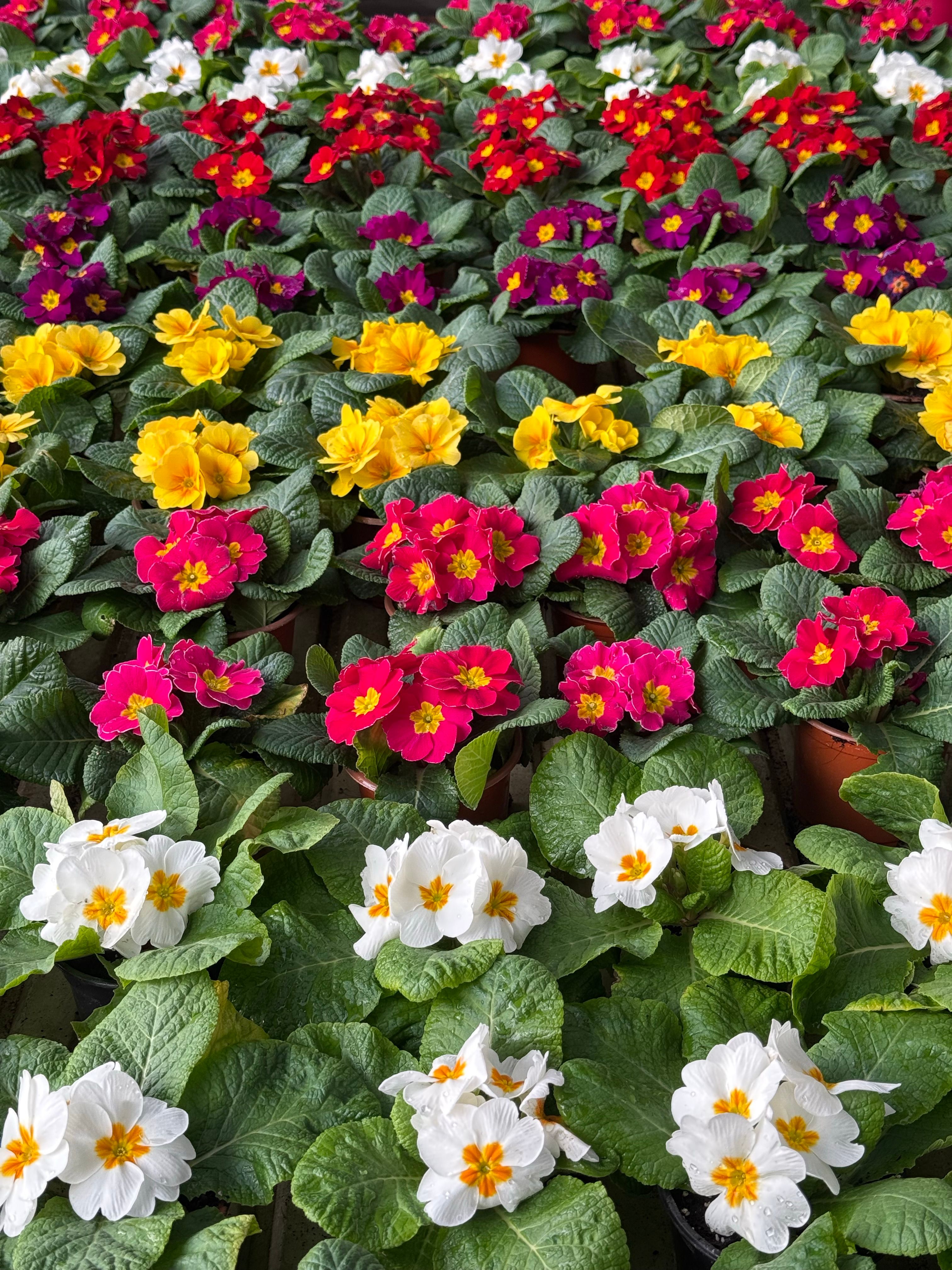 Colorful Primrose Flowers in Bloom at İzmir · Free Stock Photo
