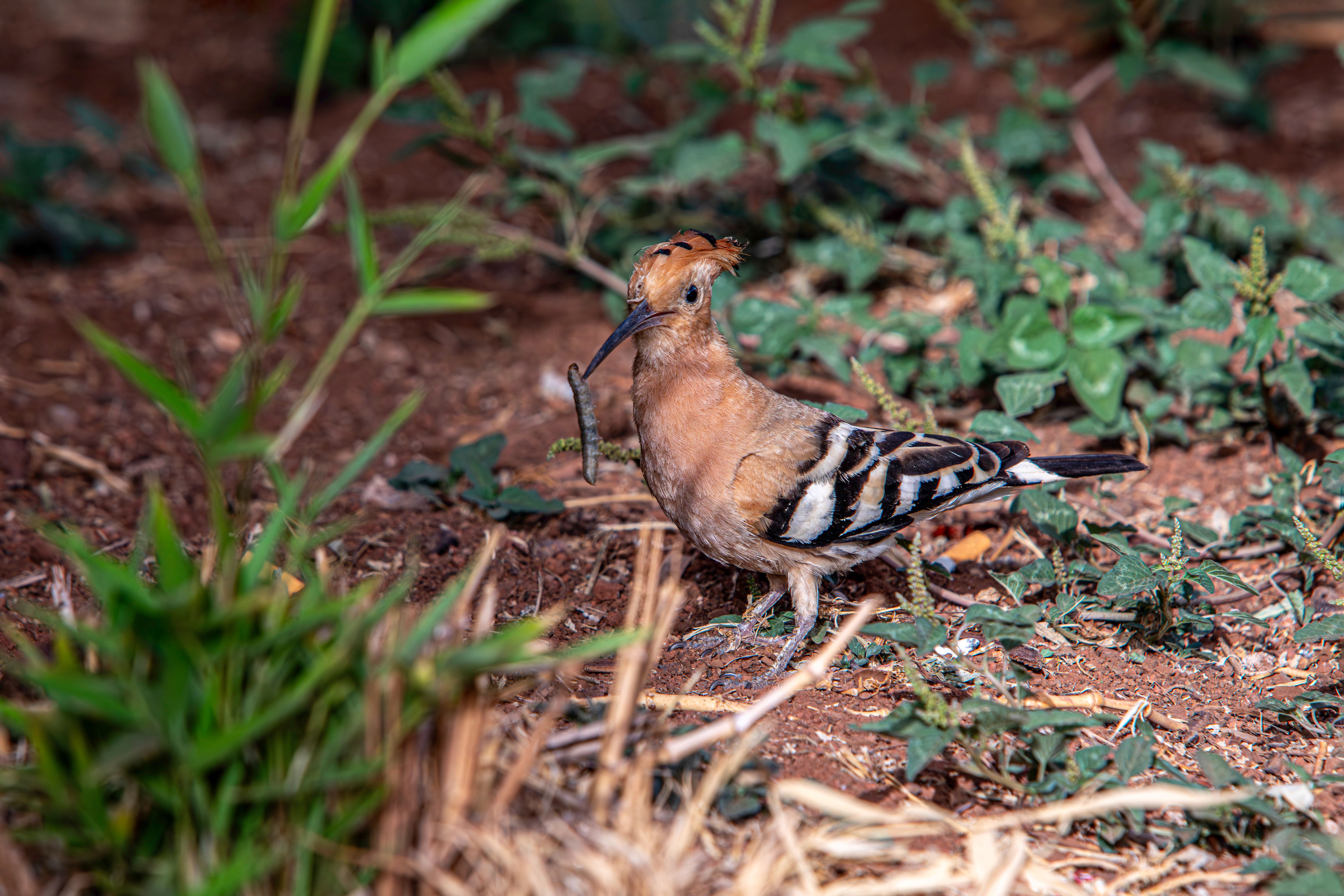 Cute Bird Photos, Download The BEST Free Cute Bird Stock Photos & HD Images