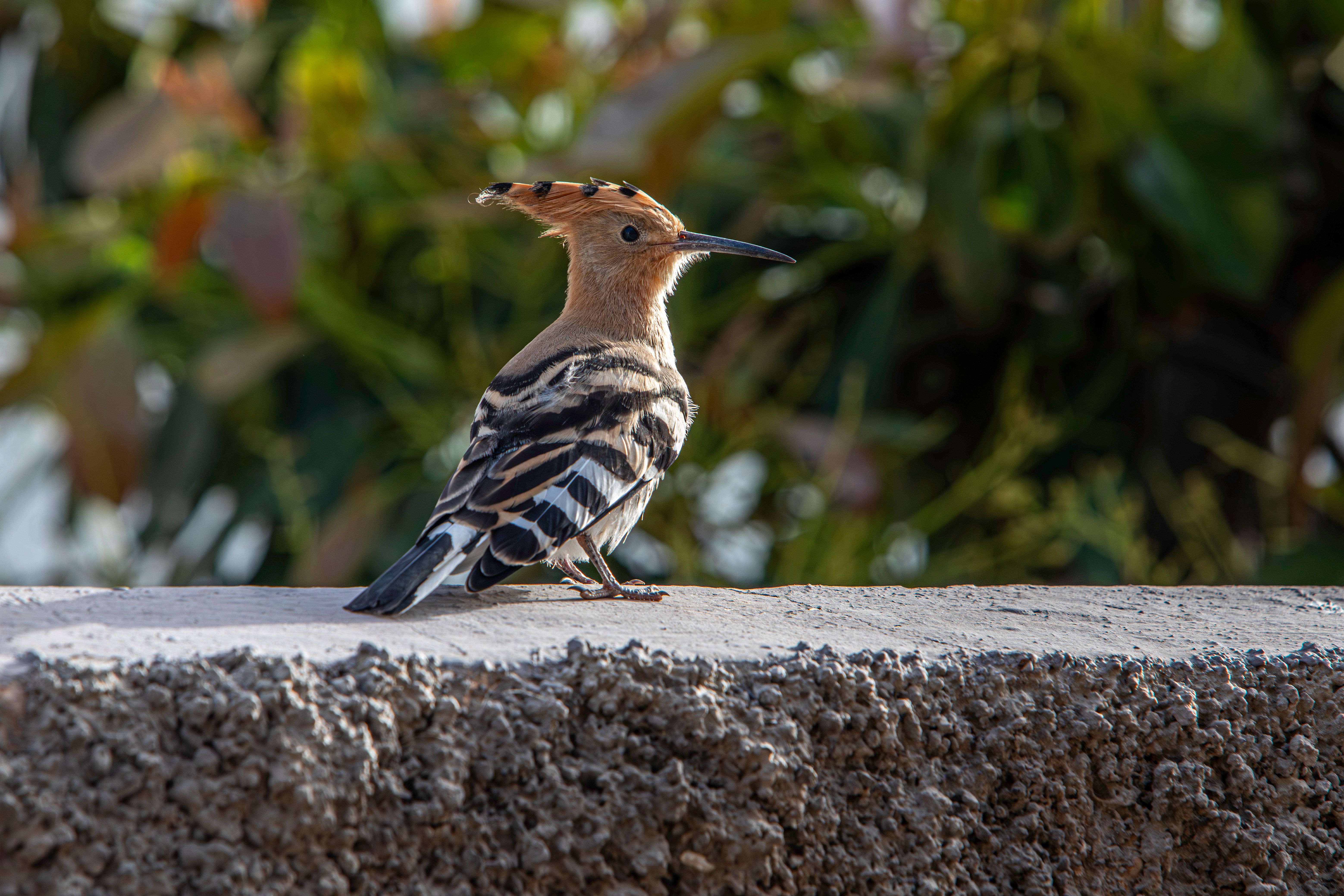 Cute Bird Photos, Download The BEST Free Cute Bird Stock Photos & HD Images