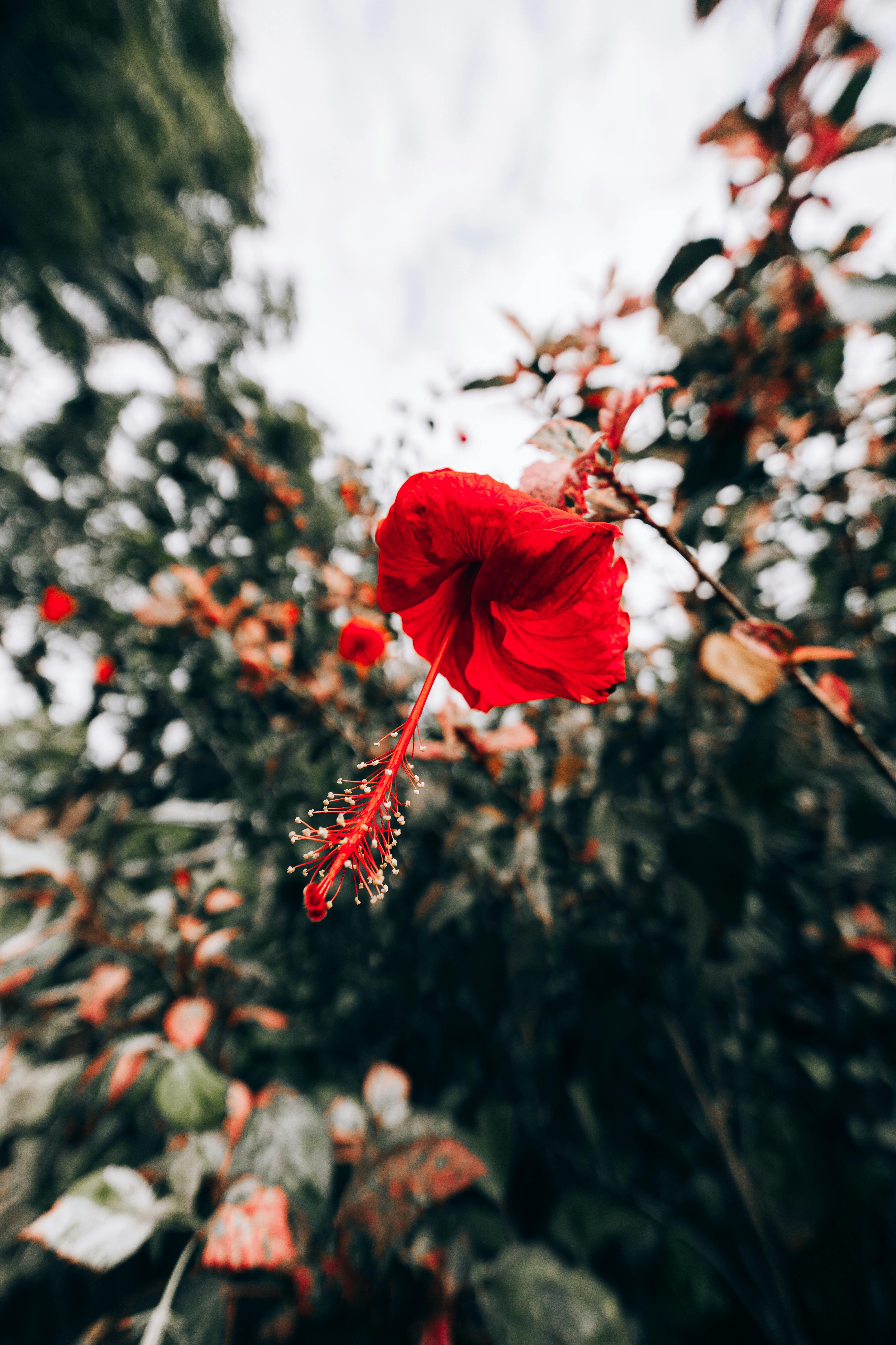 Dreamtime+Images Photos, Download The BEST Free Dreamtime+Images Stock ...