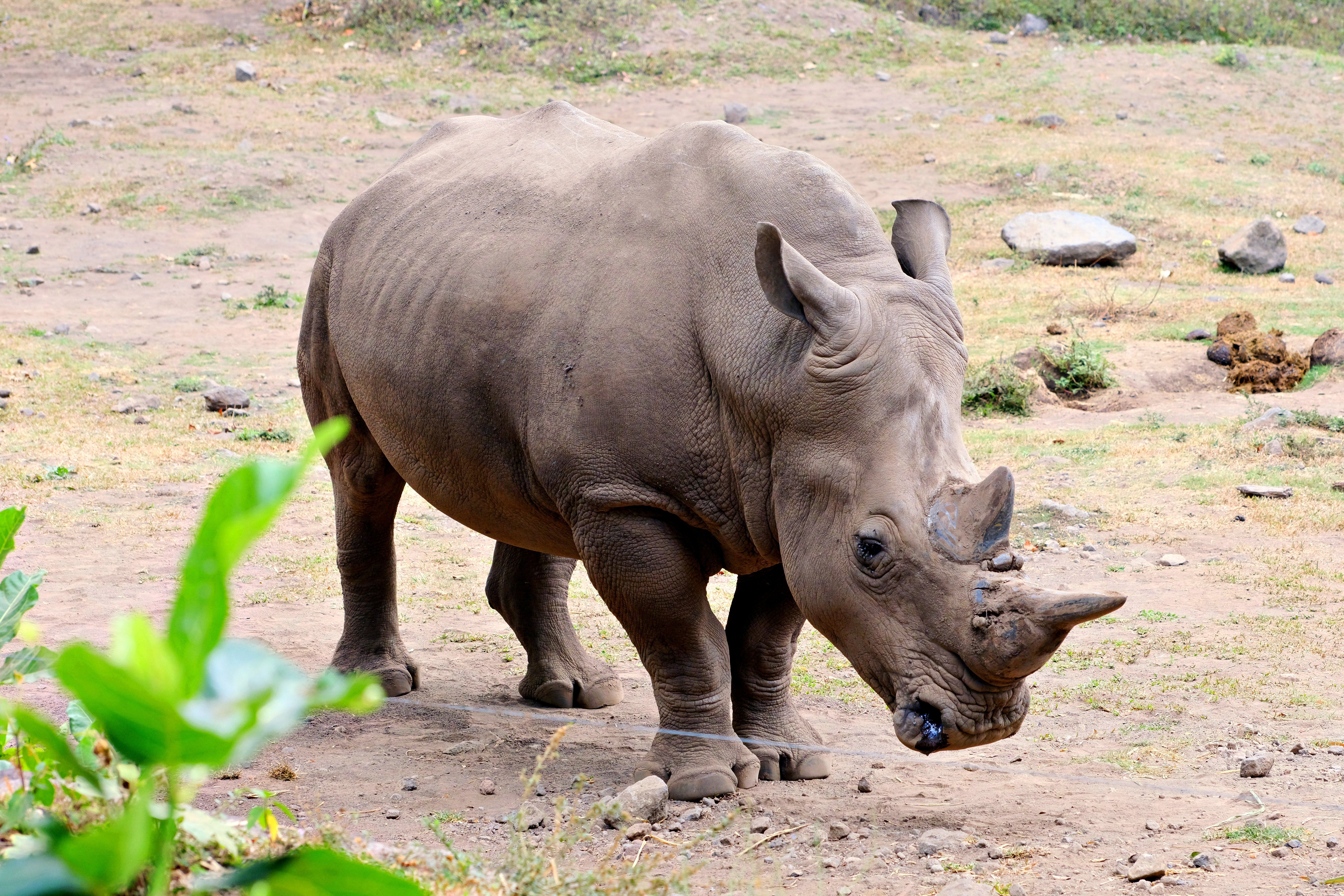 Rhino and Calf in Nature · Free Stock Photo