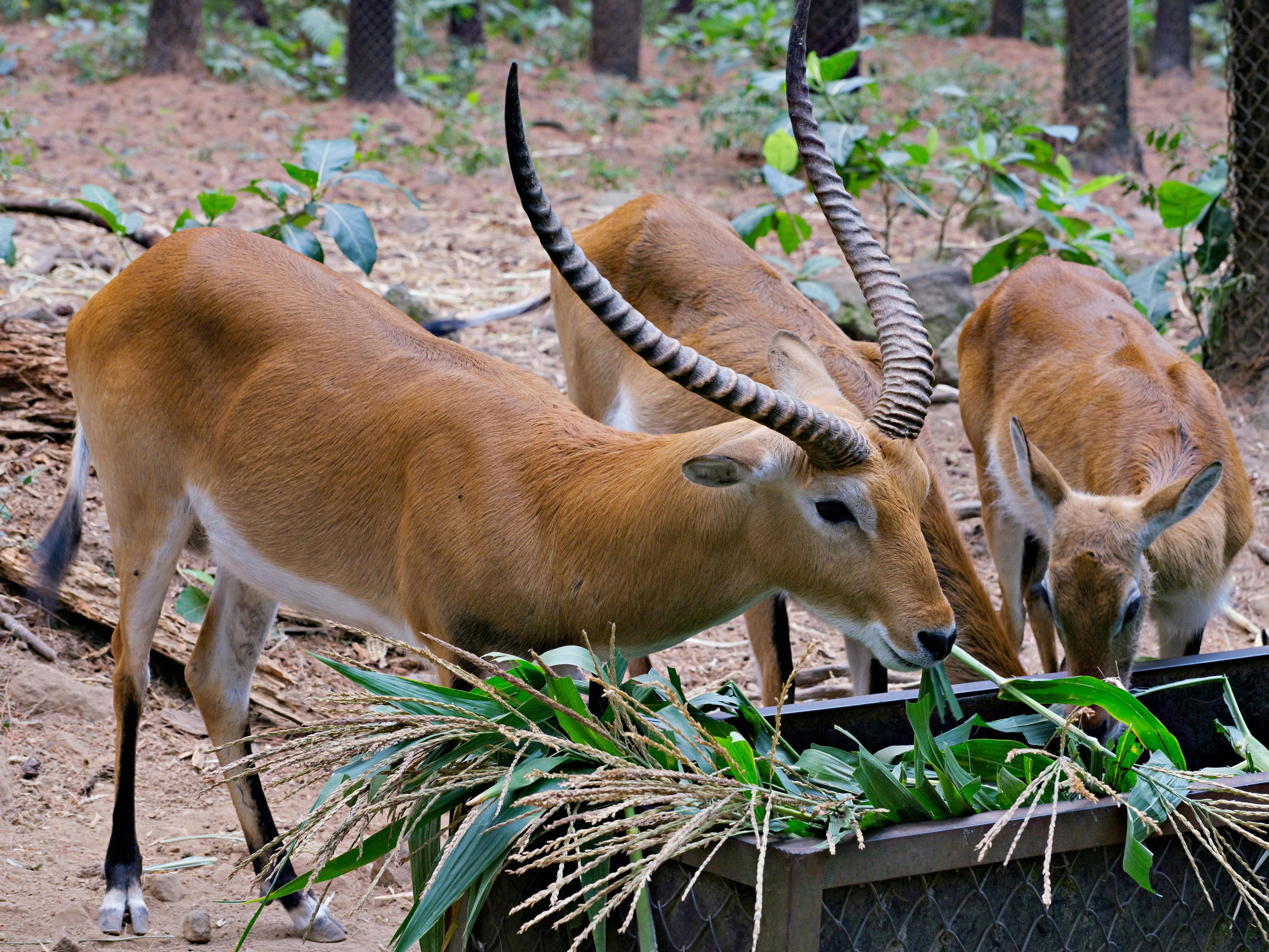 Gazelle Photos, Download The BEST Free Gazelle Stock Photos & HD Images