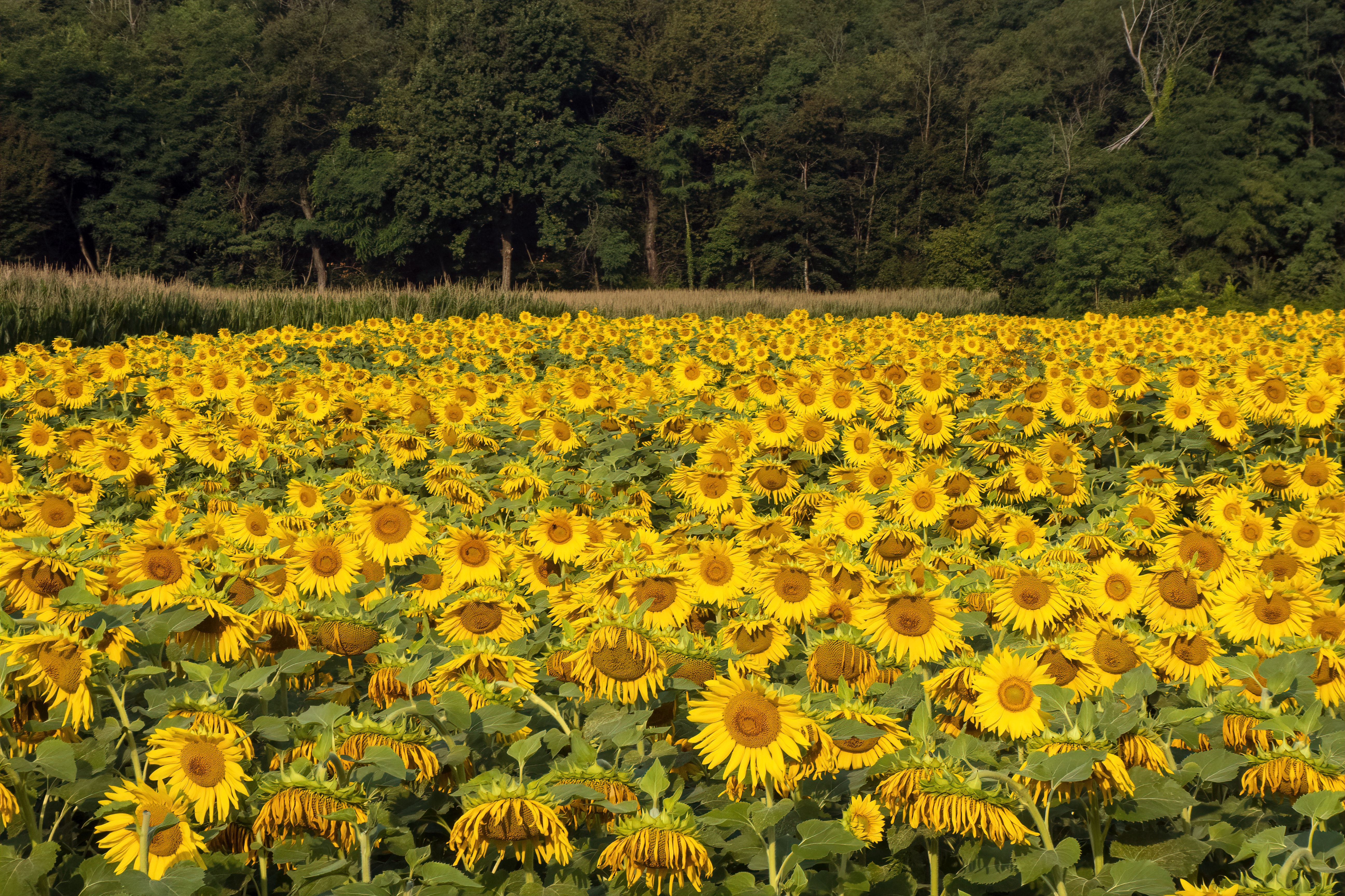 Vast Plant Photos, Download The BEST Free Vast Plant Stock Photos & HD ...