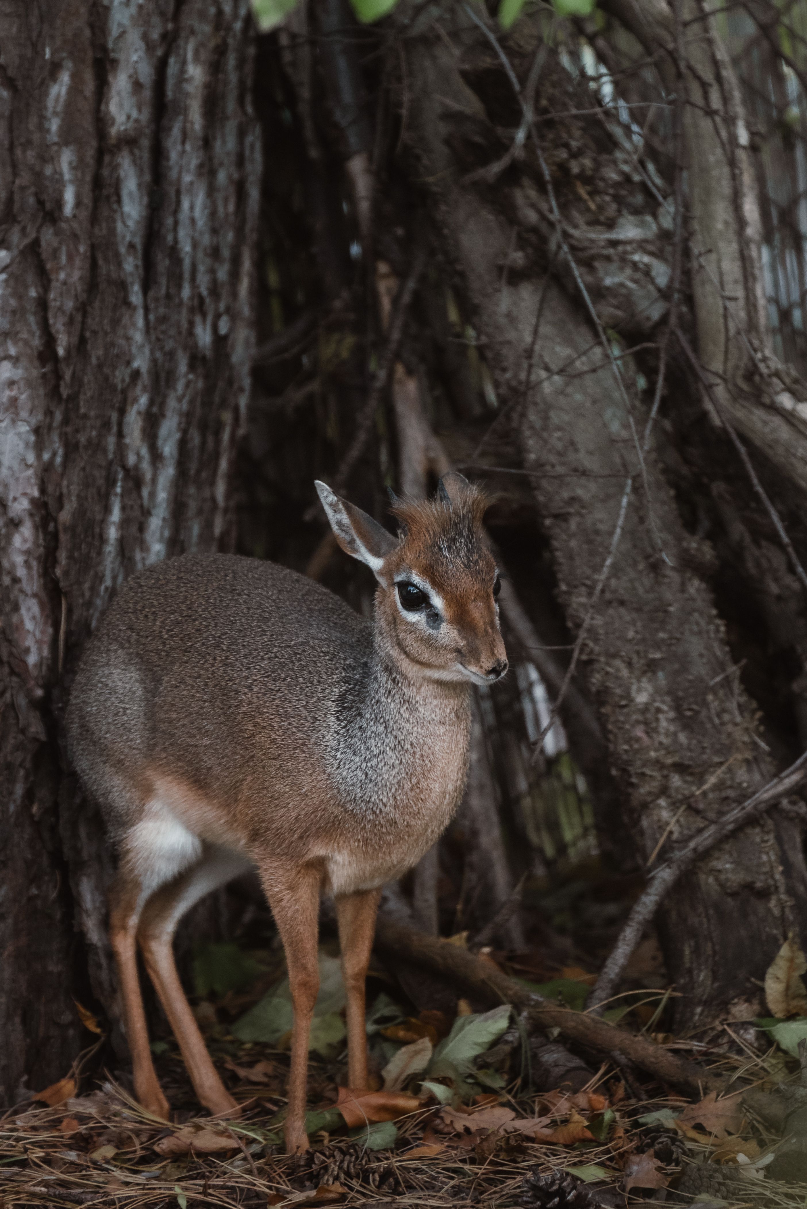 Dik-Dik Antelope in Woodland Habitat · Free Stock Photo