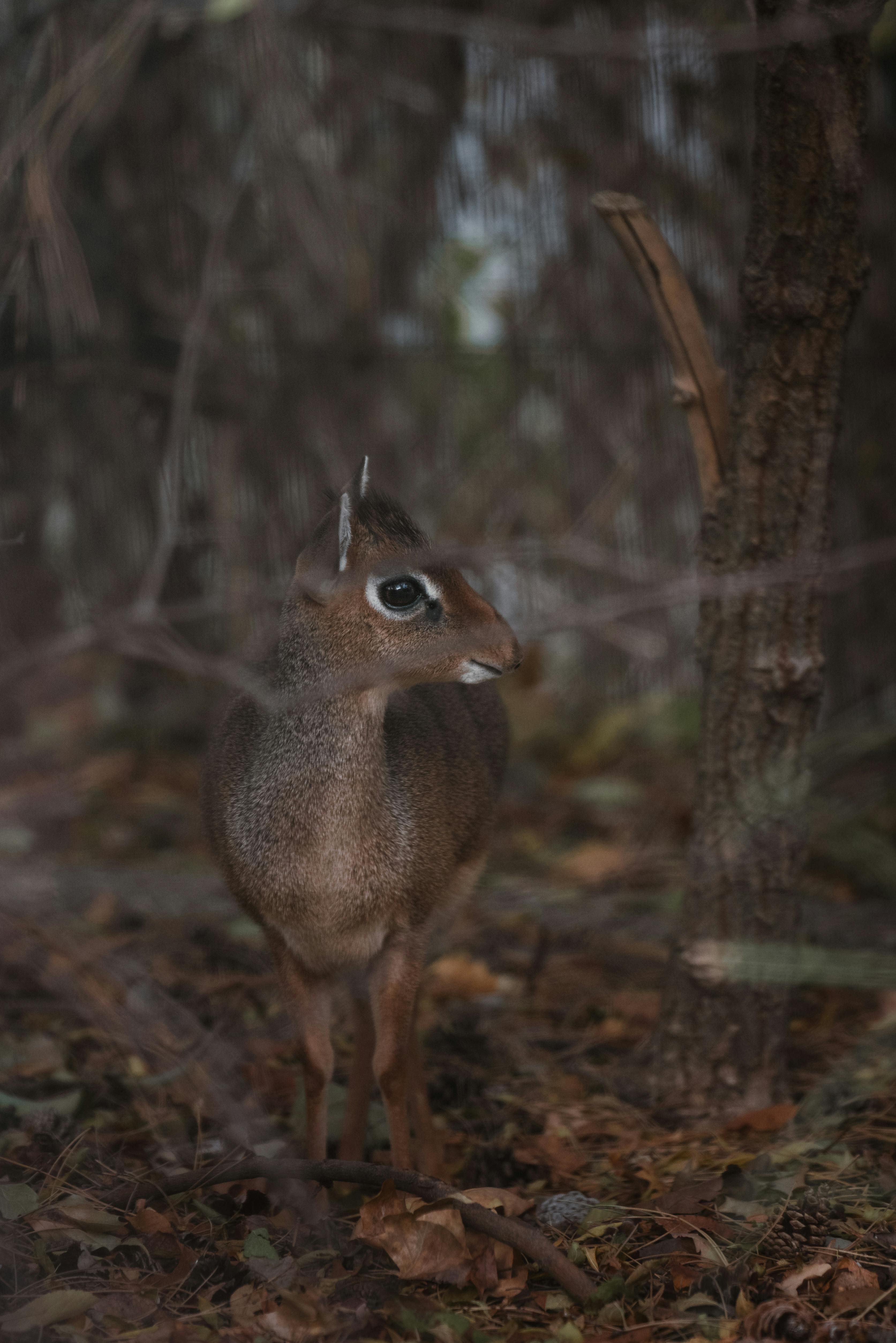 4k Wallpaper Nazi Hitler Photos, Download The BEST Free 4k Wallpaper ...