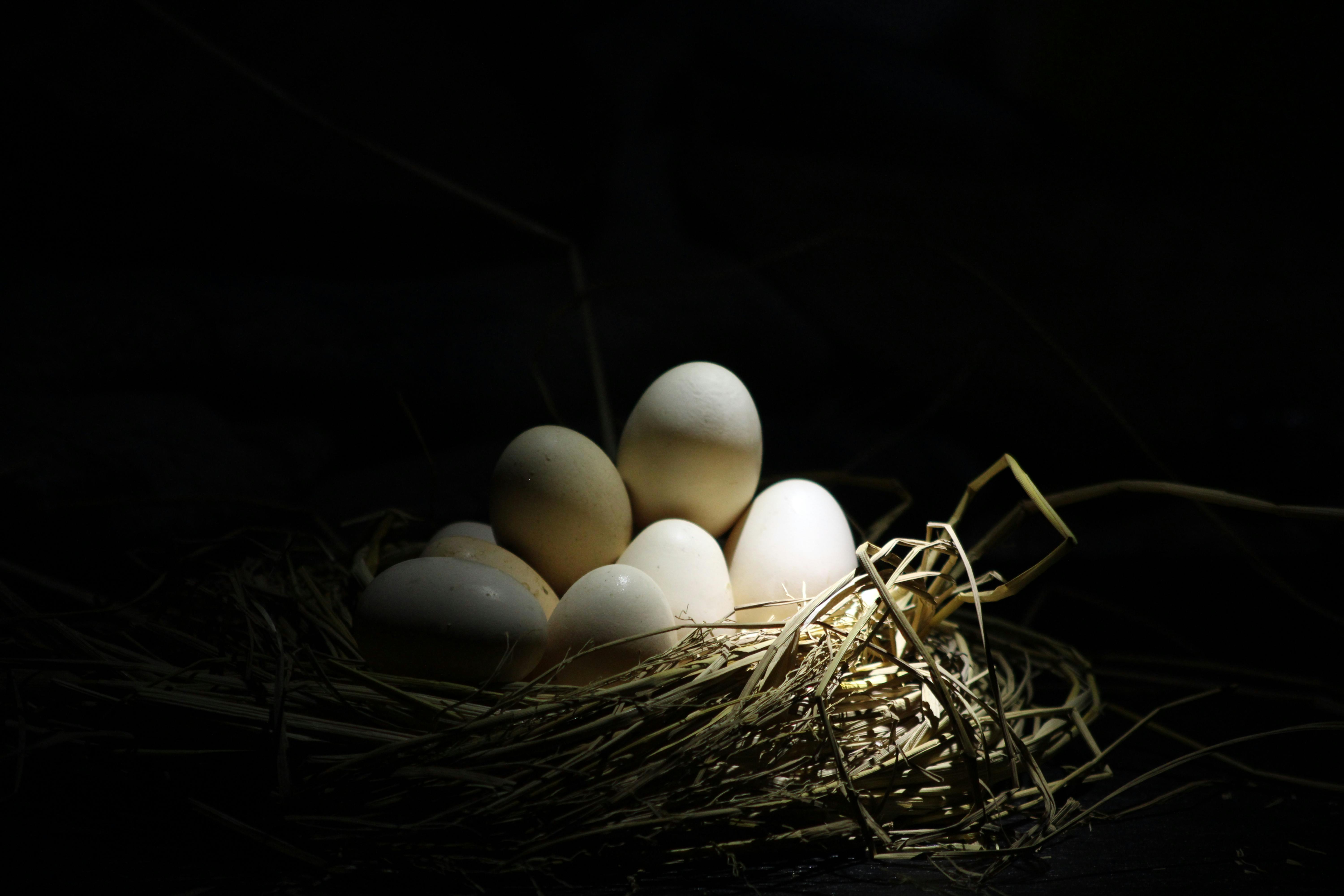 Close-up of Eggs in Nest with Dramatic Lighting · Free Stock Photo