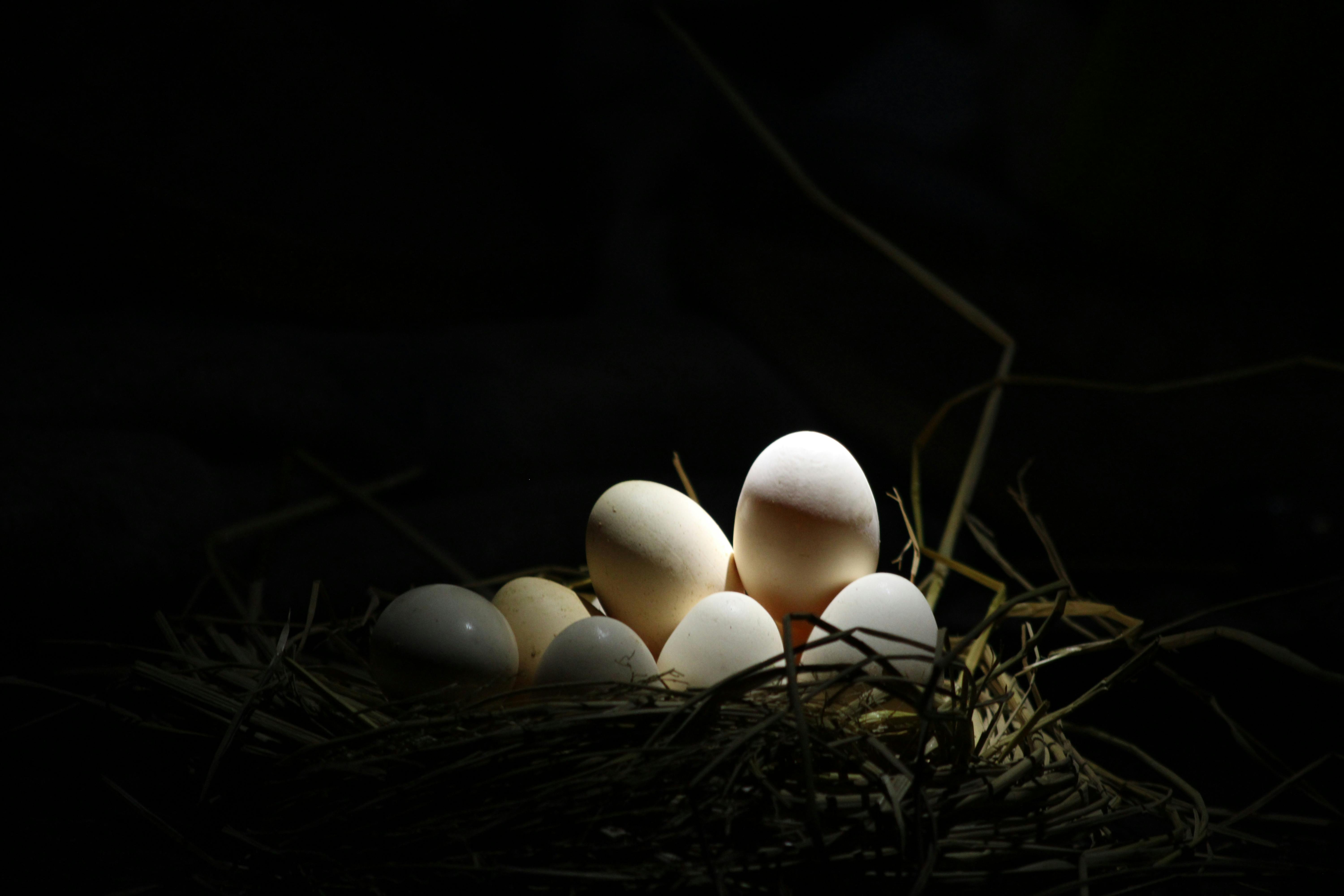Close-Up of Eggs in Nest With Dramatic Lighting · Free Stock Photo