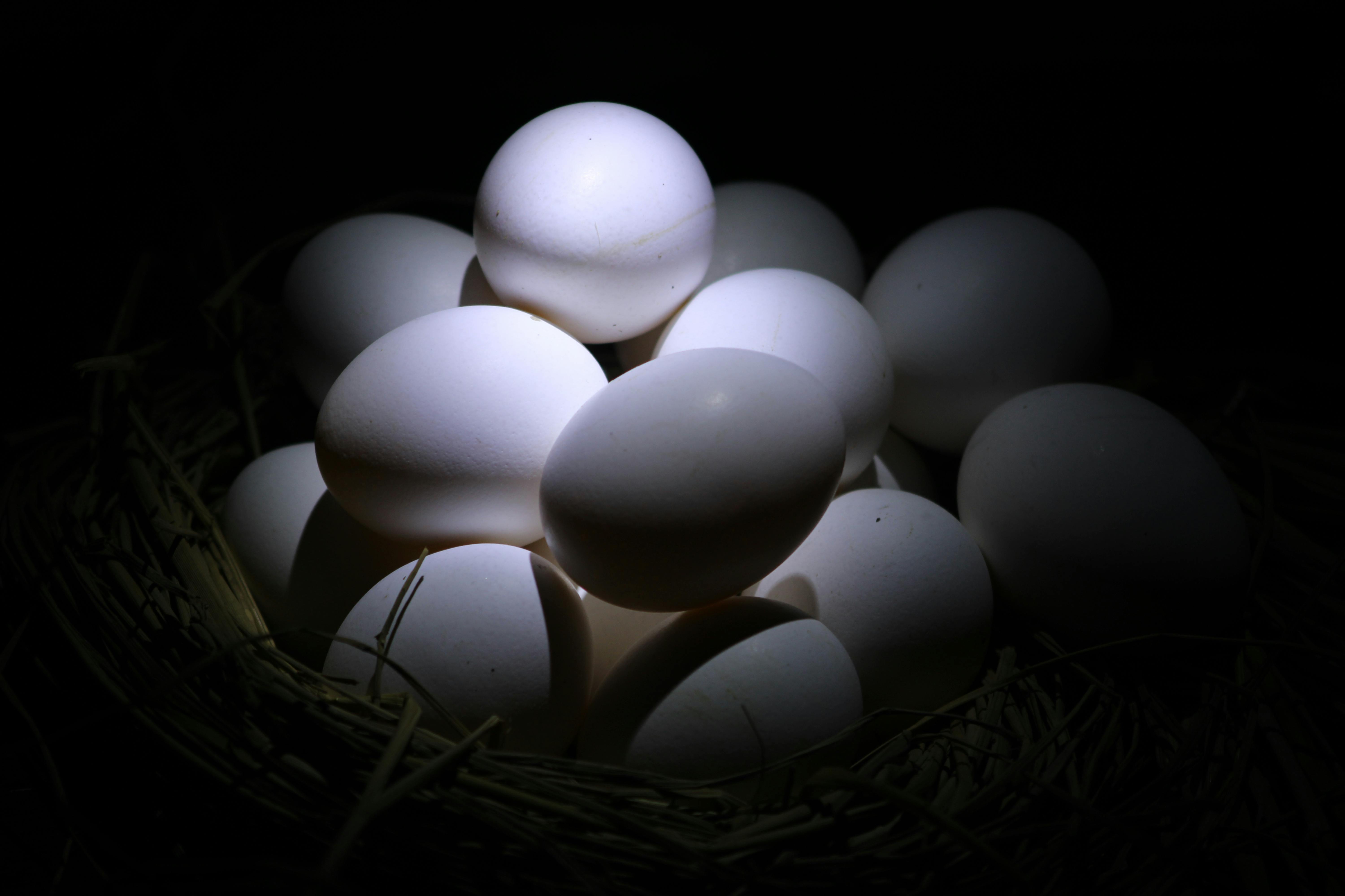 Close-Up of Eggs in Nest With Dramatic Lighting · Free Stock Photo