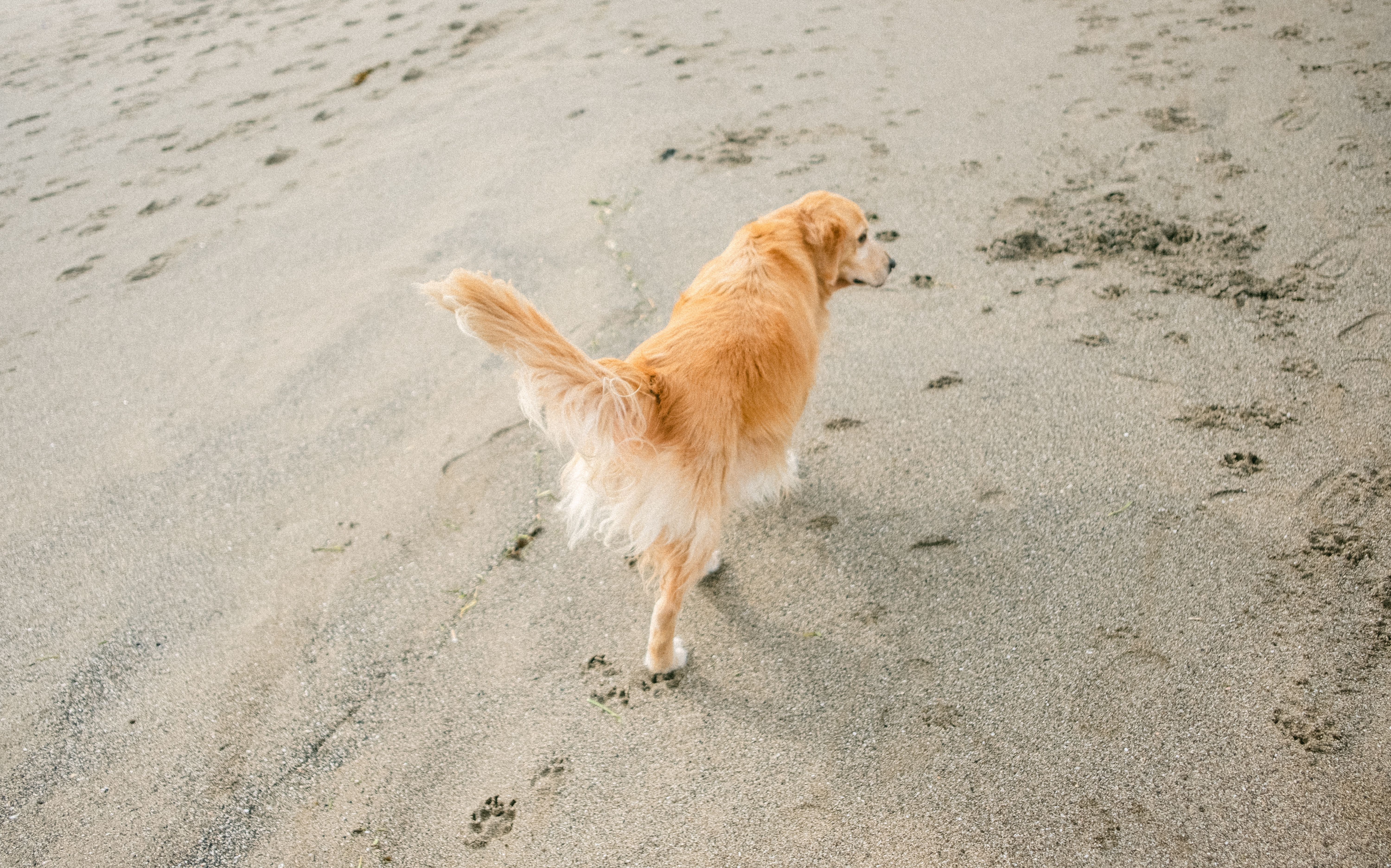 Golden Retriever Walking on Sandy Beach · Free Stock Photo