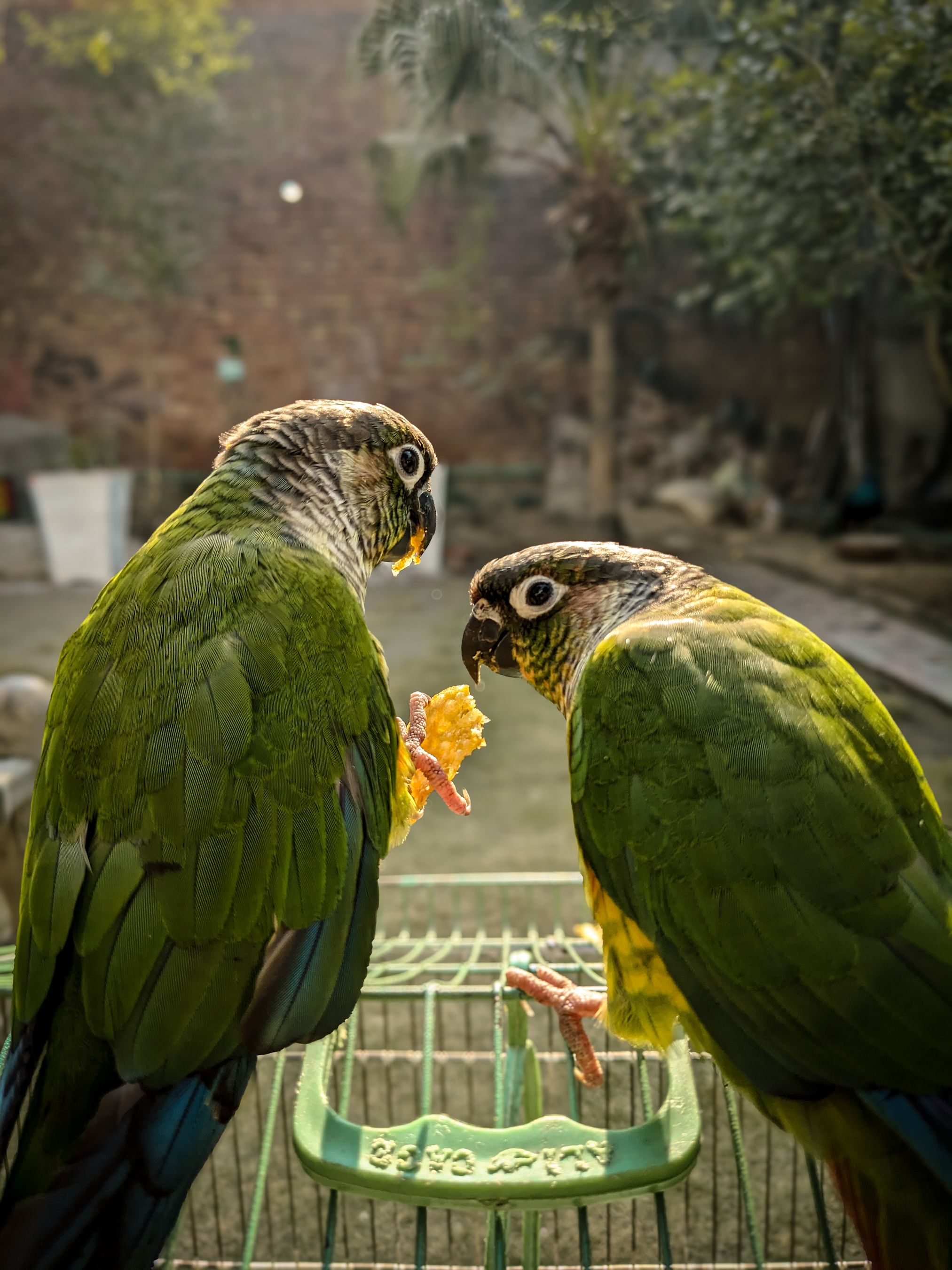 Bird 4k Photos, Download The BEST Free Bird 4k Stock Photos & HD Images