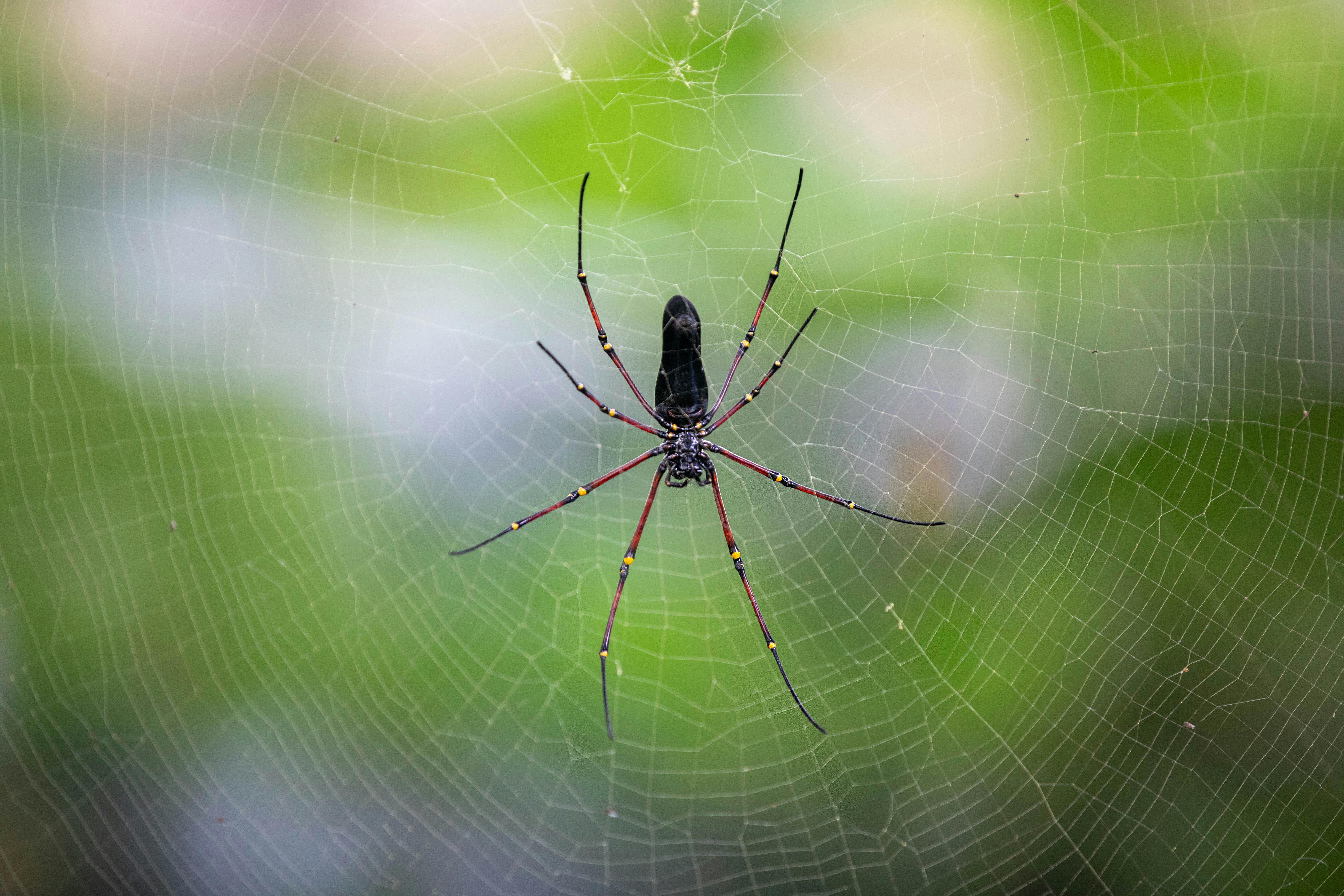 Imagex+Web Photos, Download The BEST Free Imagex+Web Stock Photos & HD ...