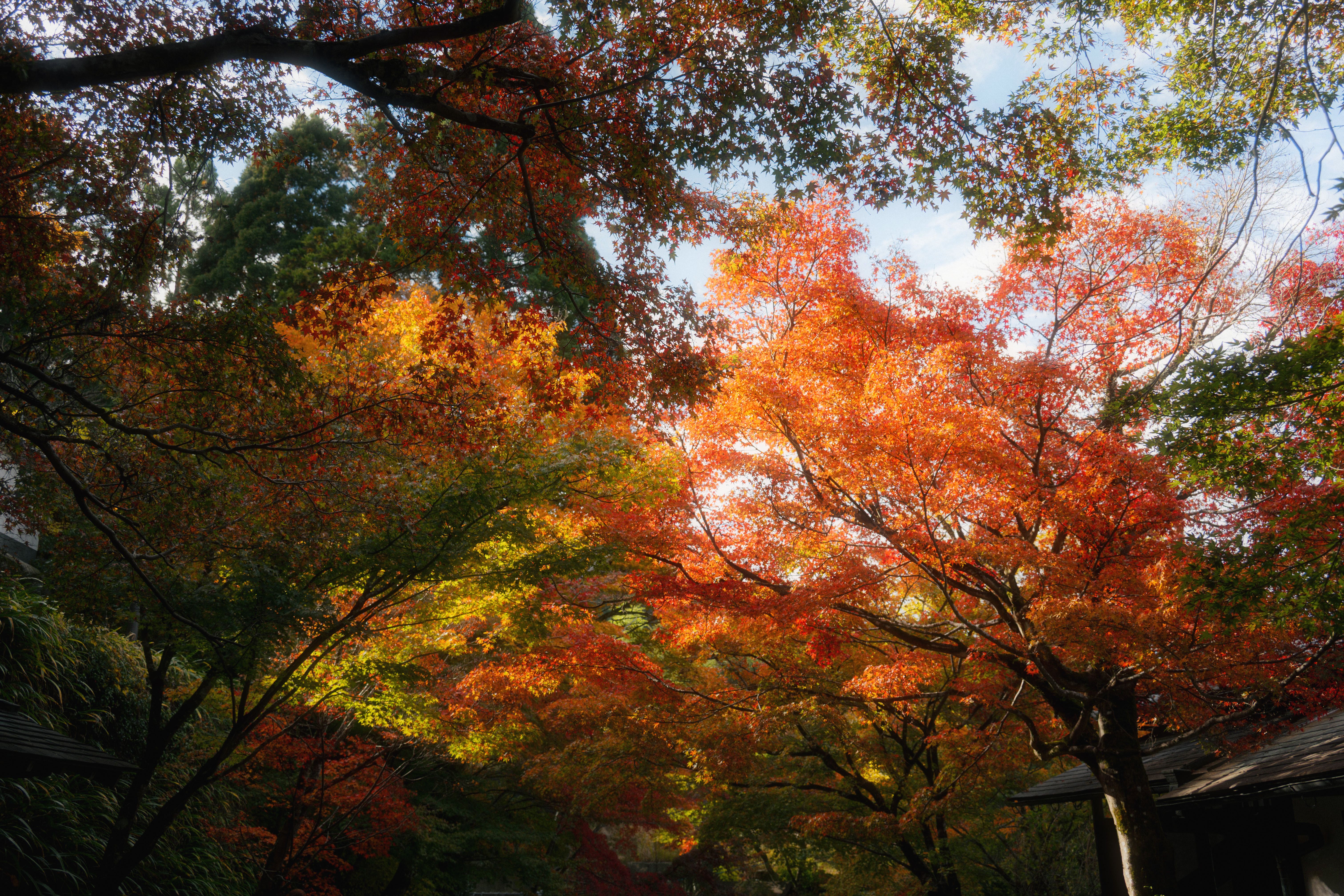 Vibrant Autumn Foliage in Japanese Garden · Free Stock Photo