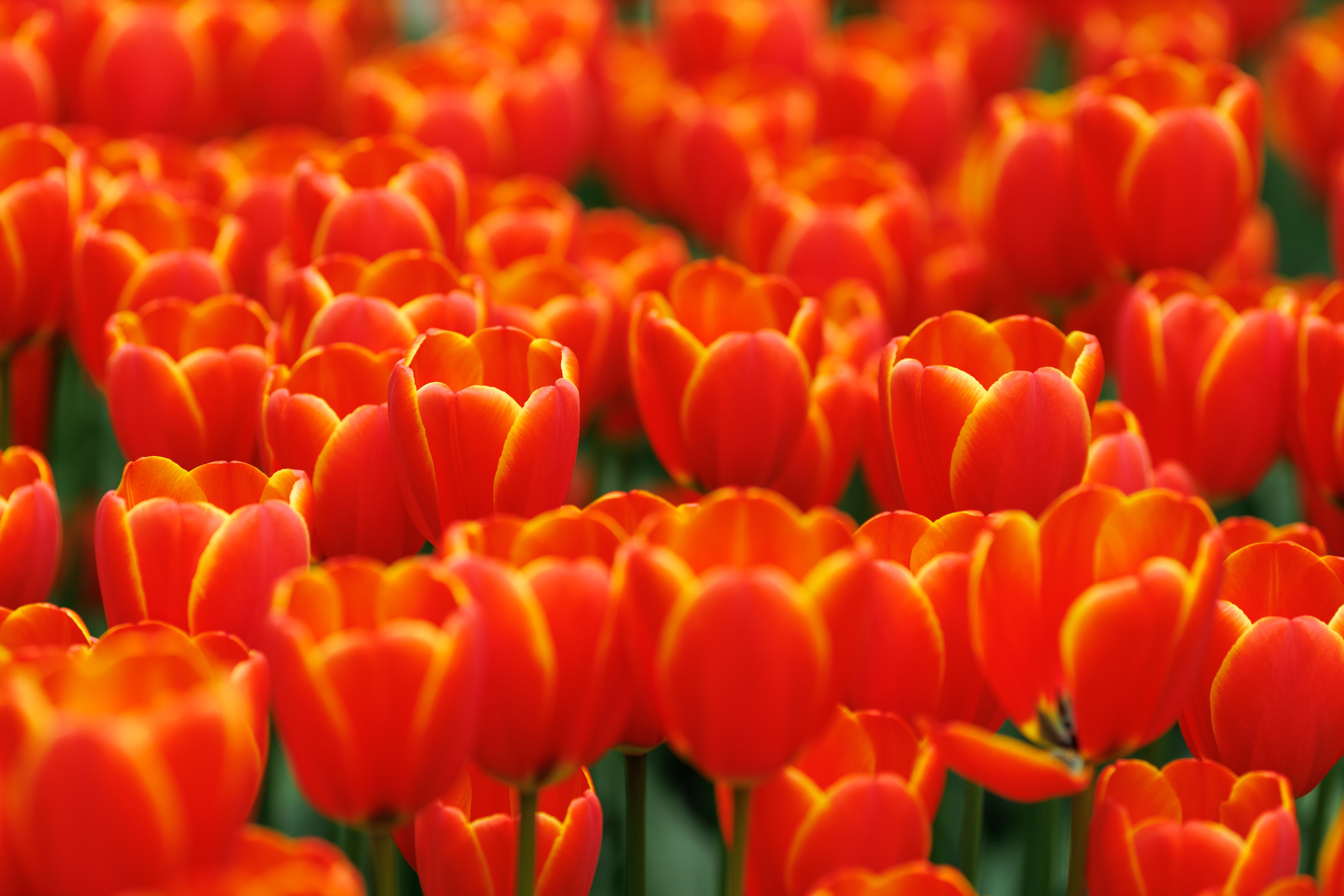 Orange Color Photos, Download The BEST Free Orange Color Stock Photos ...