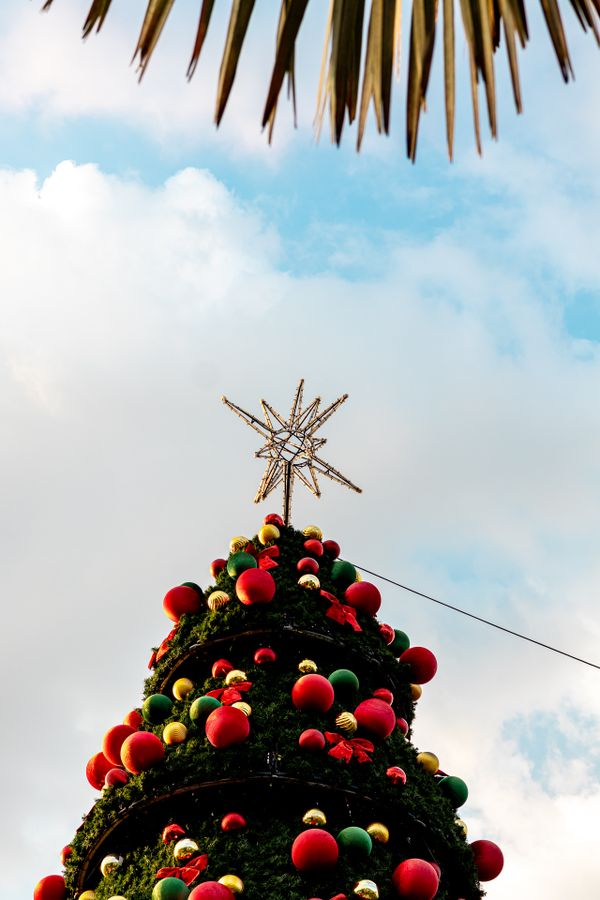 Tropical Christmas Photos, Download The BEST Free Tropical Christmas ...