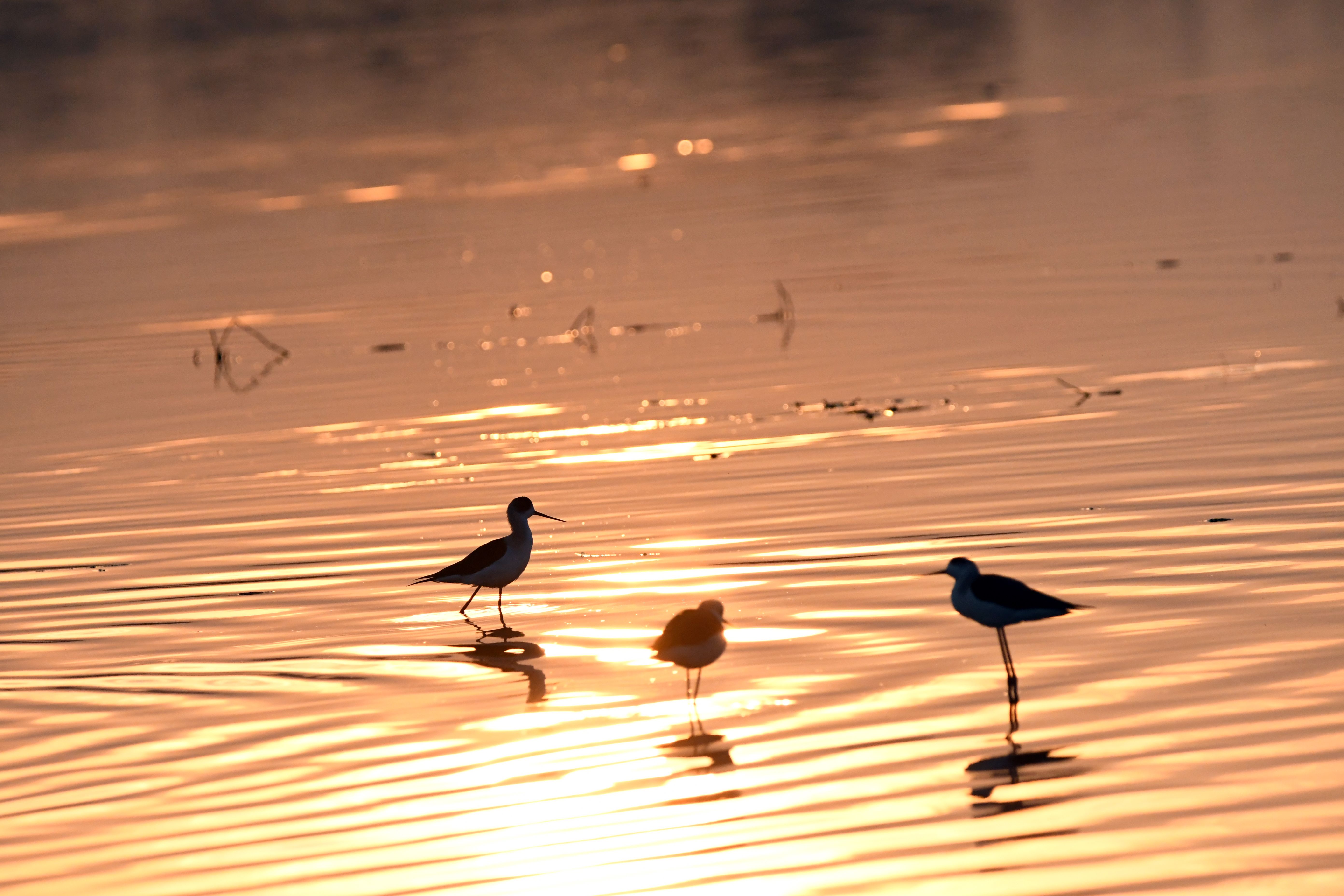 Tranquil Birds Wading at Golden Sunset Reflection · Free Stock Photo