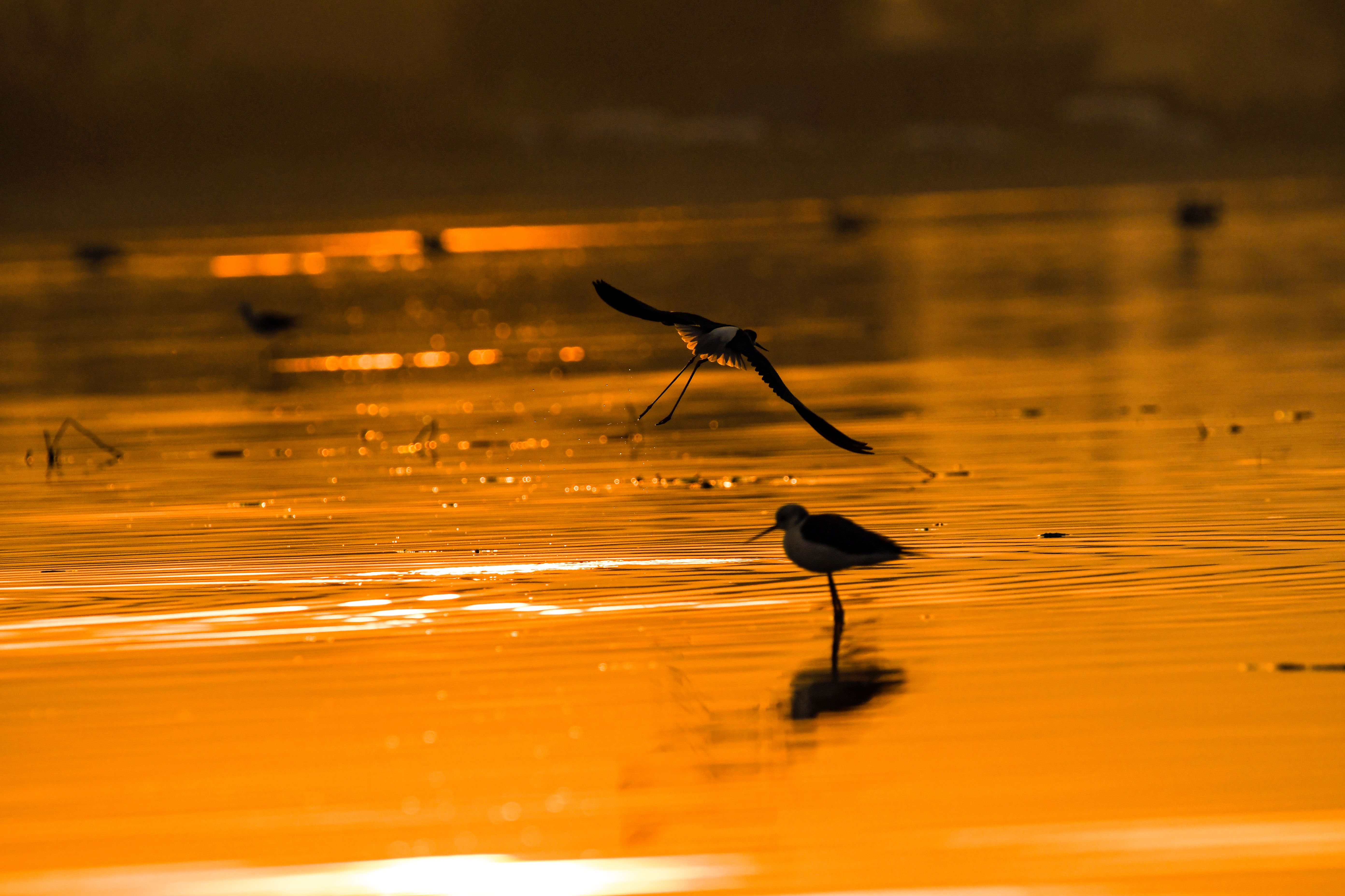 Peaceful Birds Photos, Download The BEST Free Peaceful Birds Stock ...