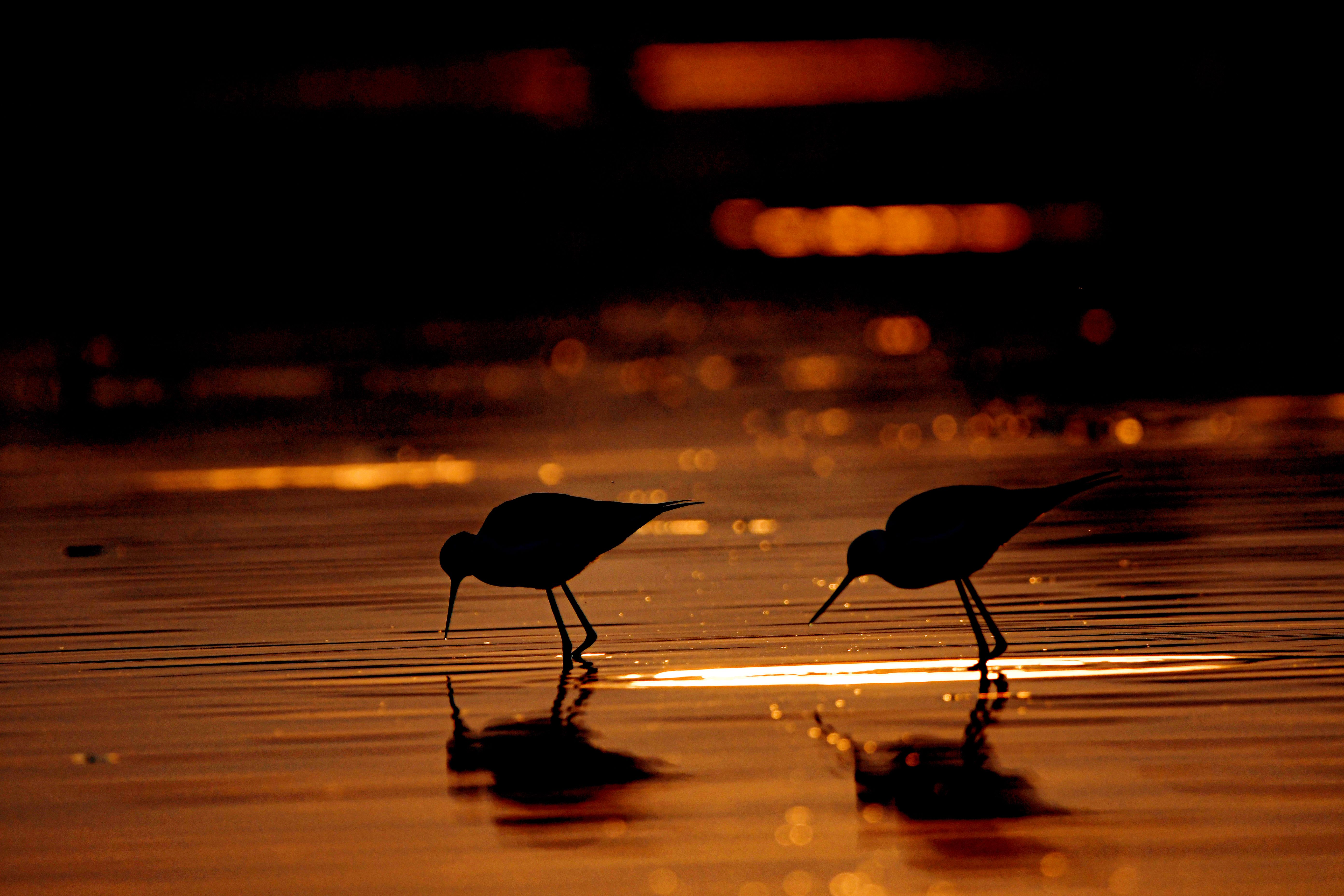 Peaceful Birds Photos, Download The BEST Free Peaceful Birds Stock ...