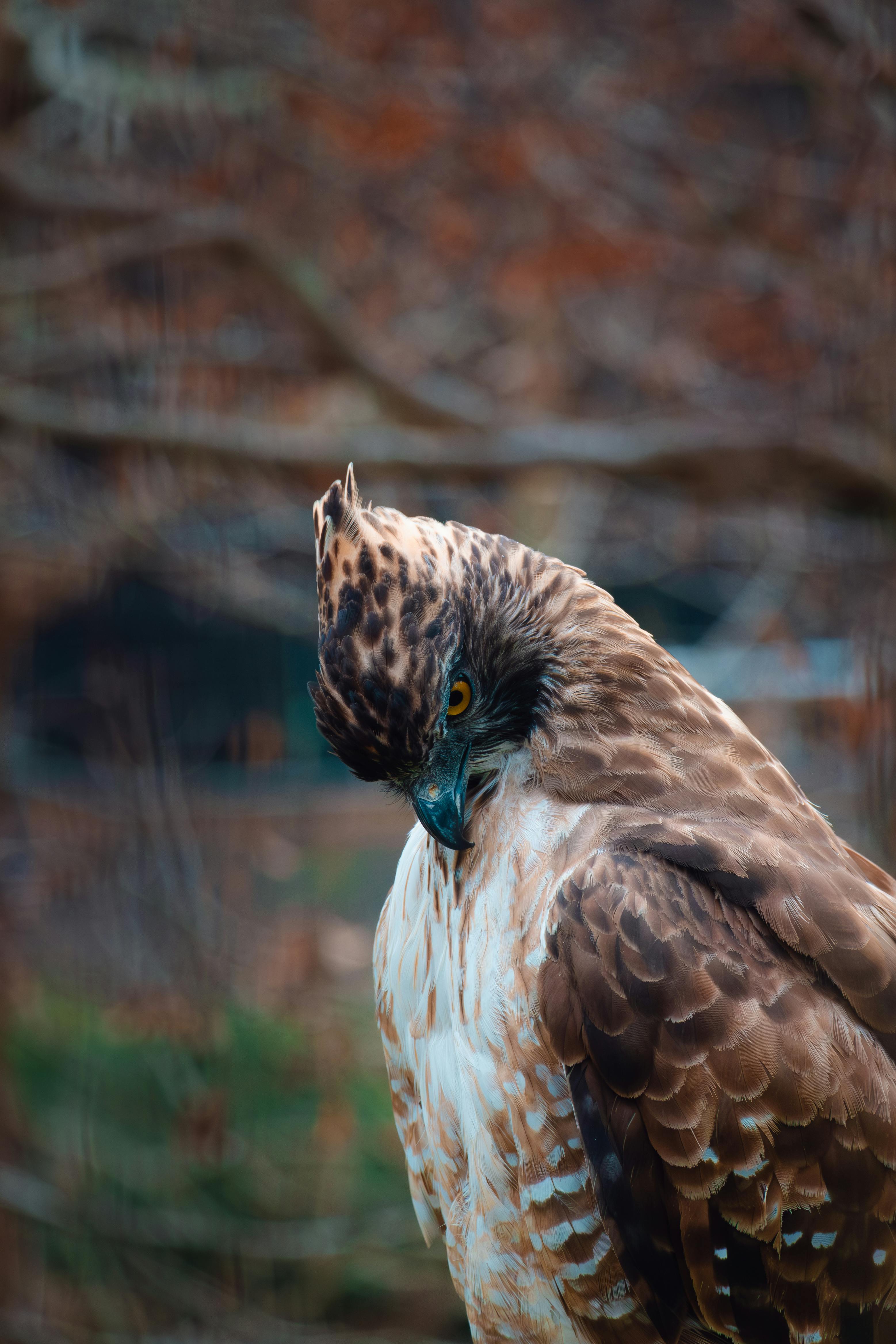 Close-up Portrait of a Crested Hawk in Nature · Free Stock Photo