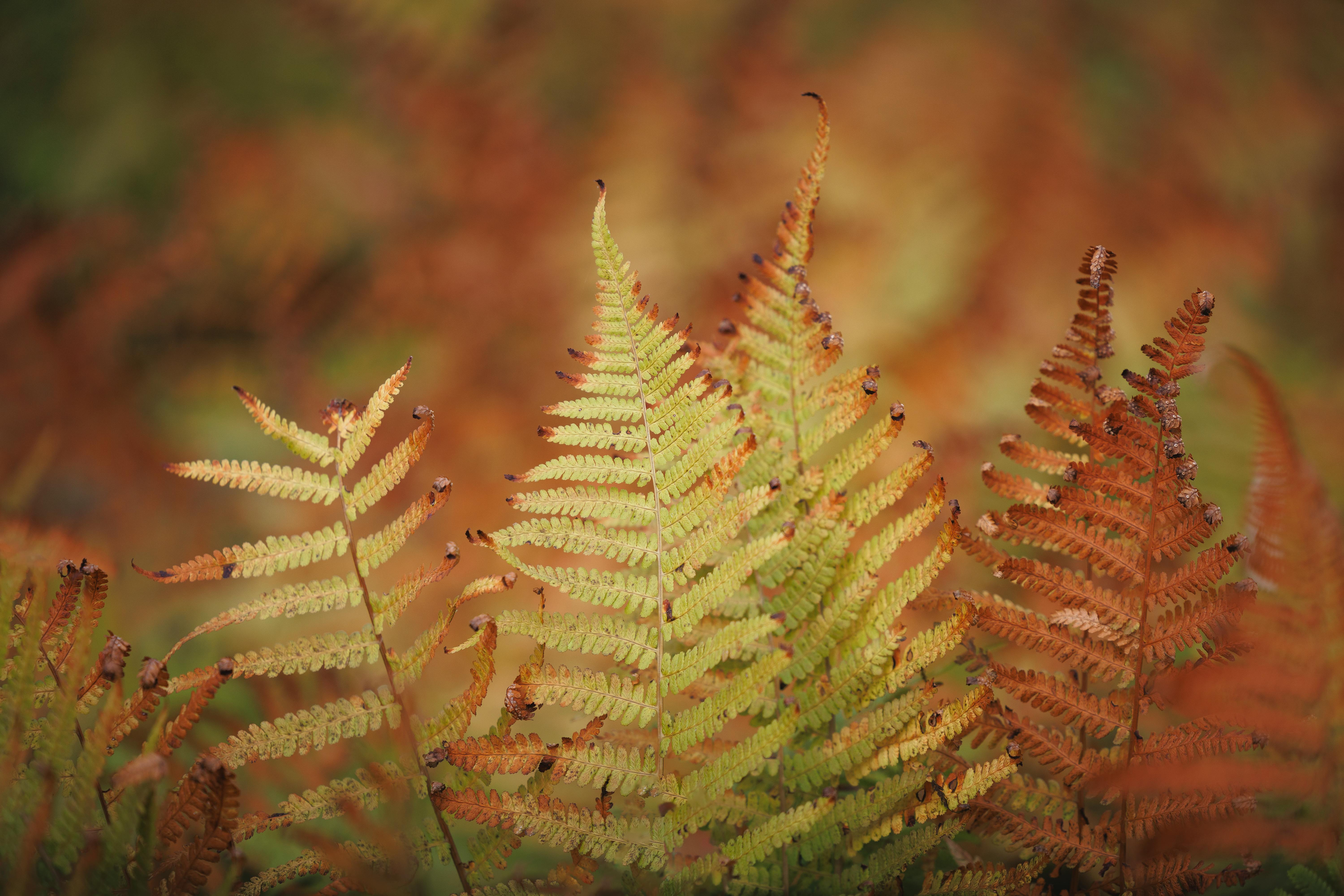 Lohe Qurani Wallpaper Photos, Download The BEST Free Lohe Qurani ...