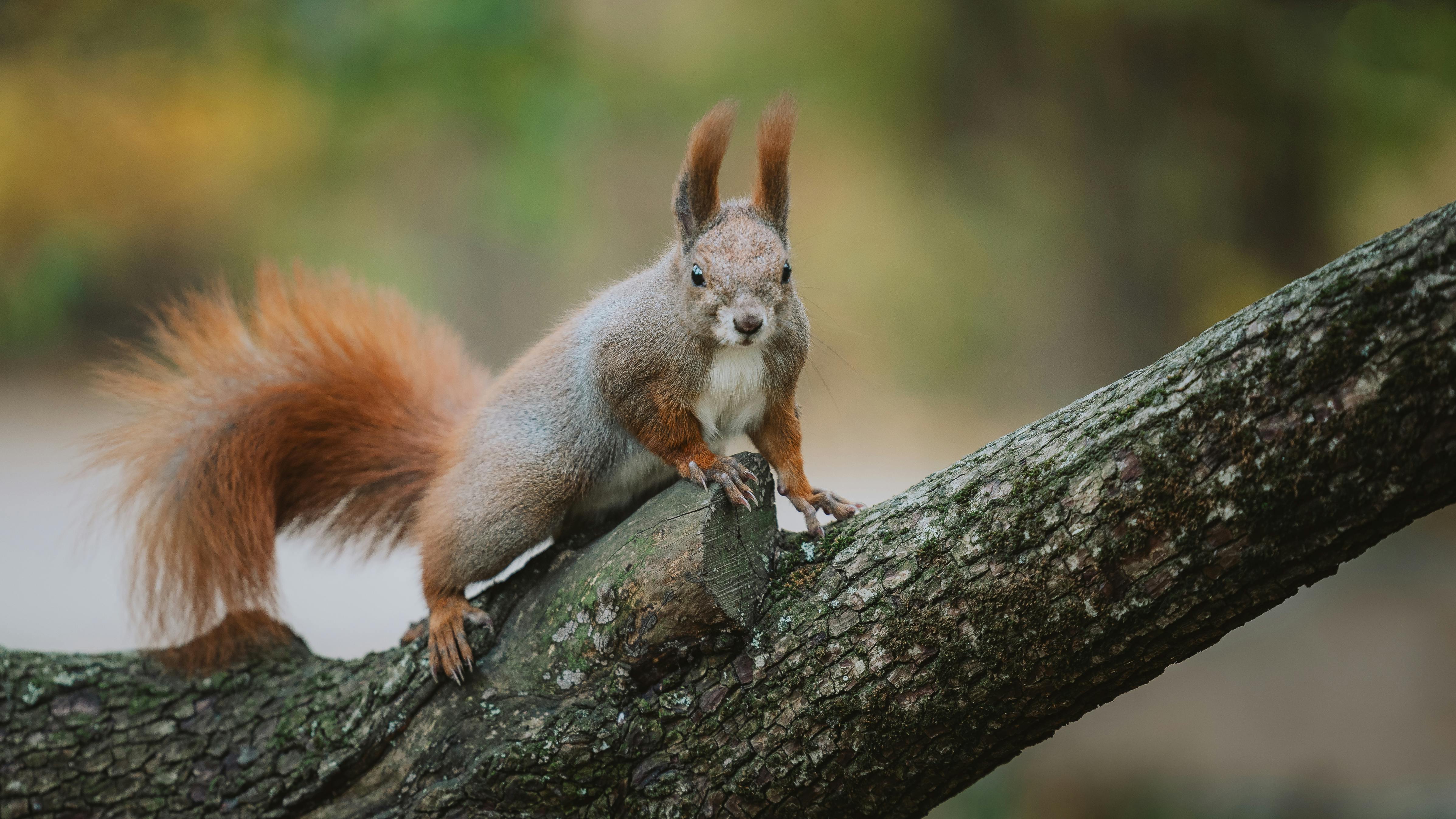 Cute Mac Wallpaper Photos, Download The BEST Free Cute Mac Wallpaper ...