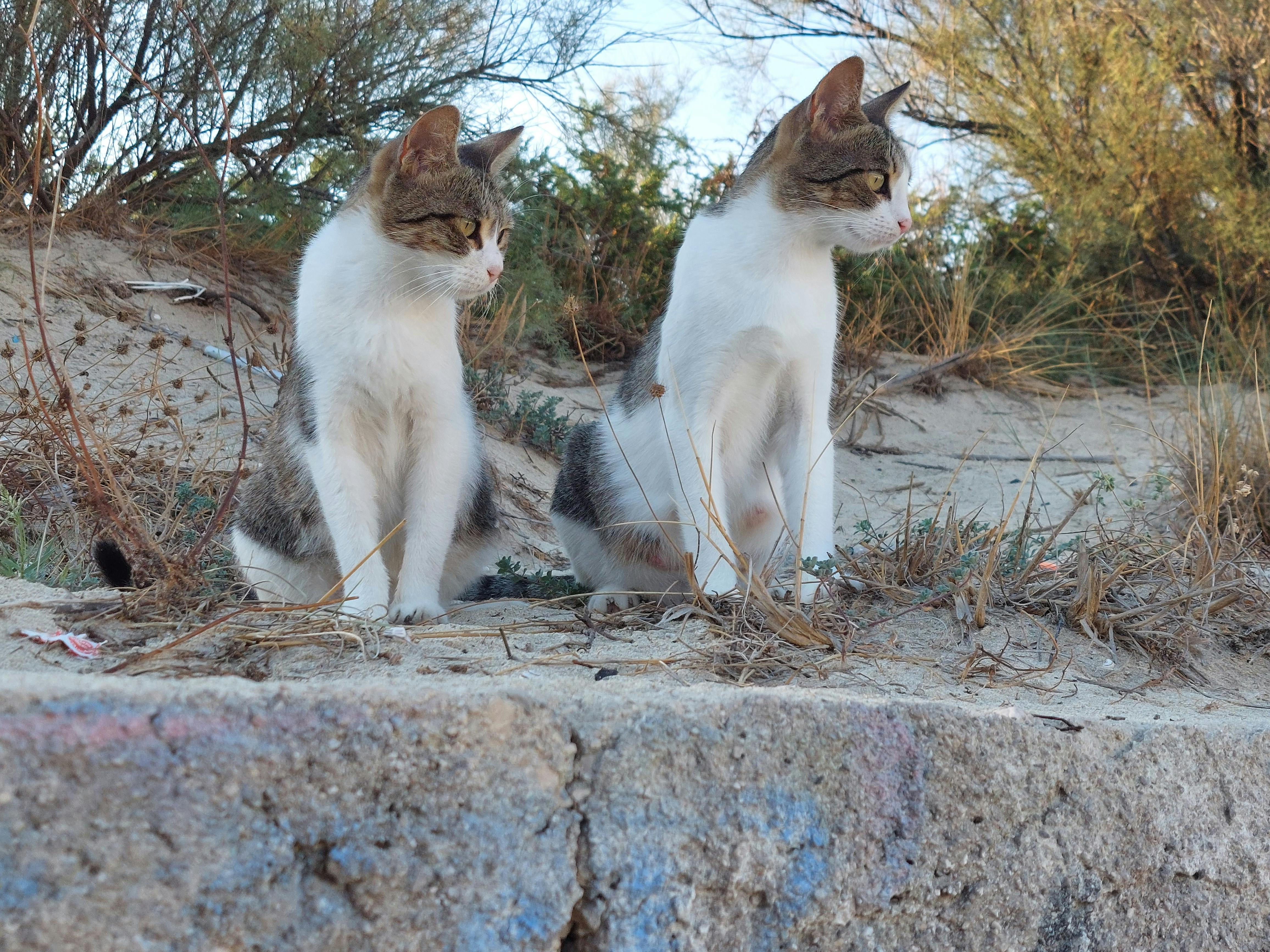 Tails Photos, Download The BEST Free Tails Stock Photos & HD Images