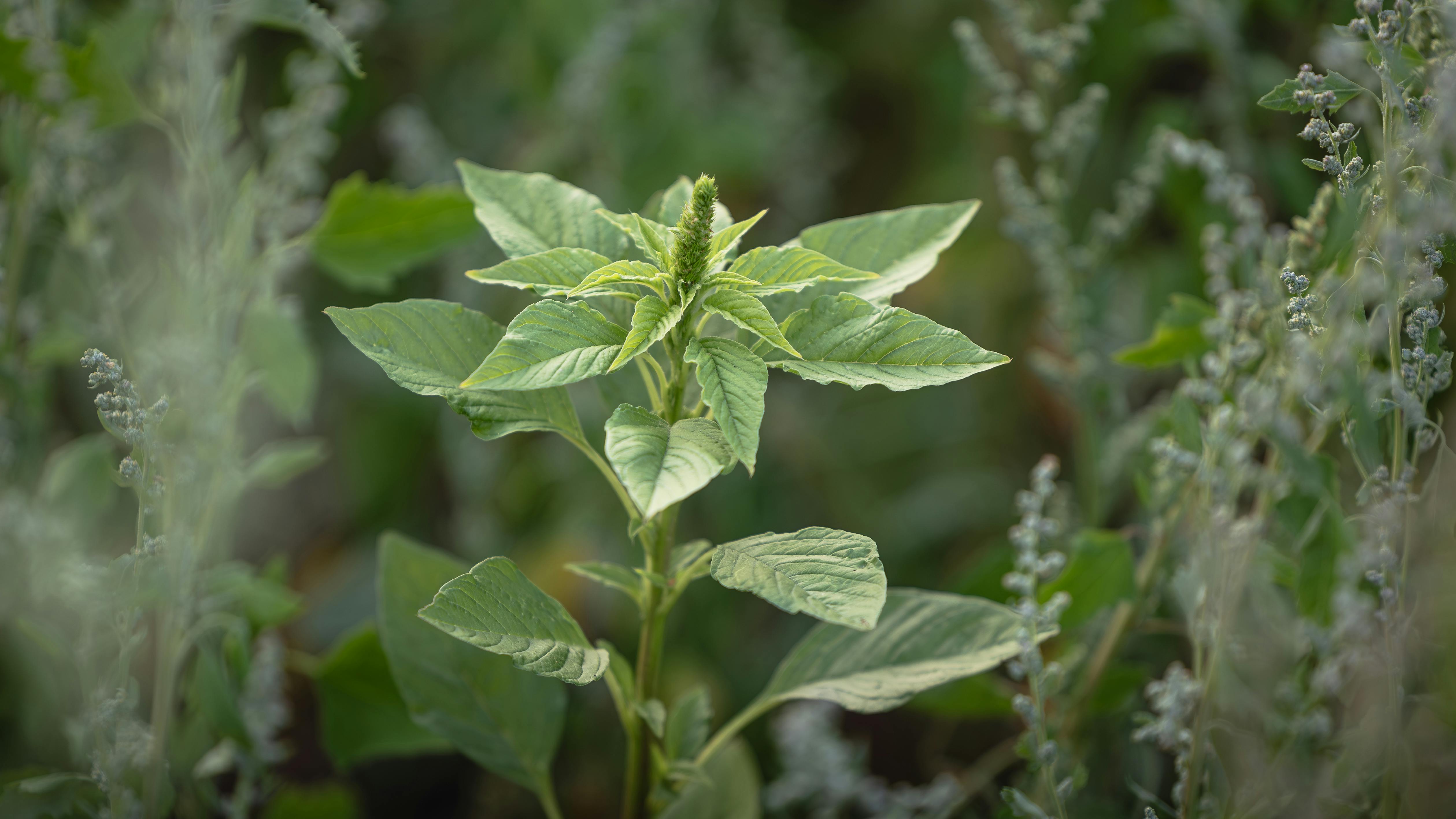 Close-up of Green Amaranth Plant in Field · Free Stock Photo