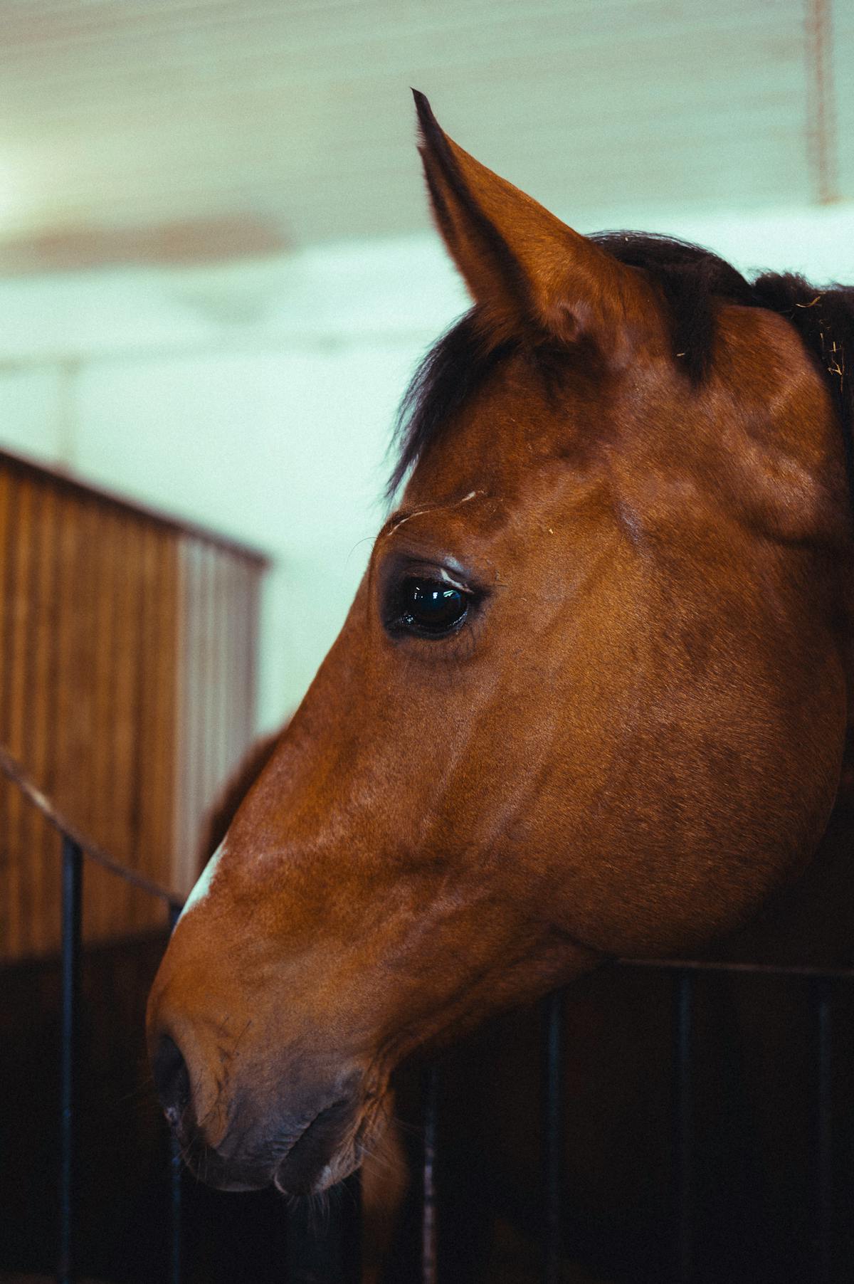Stable Photos, Download The BEST Free Stable Stock Photos & HD Images